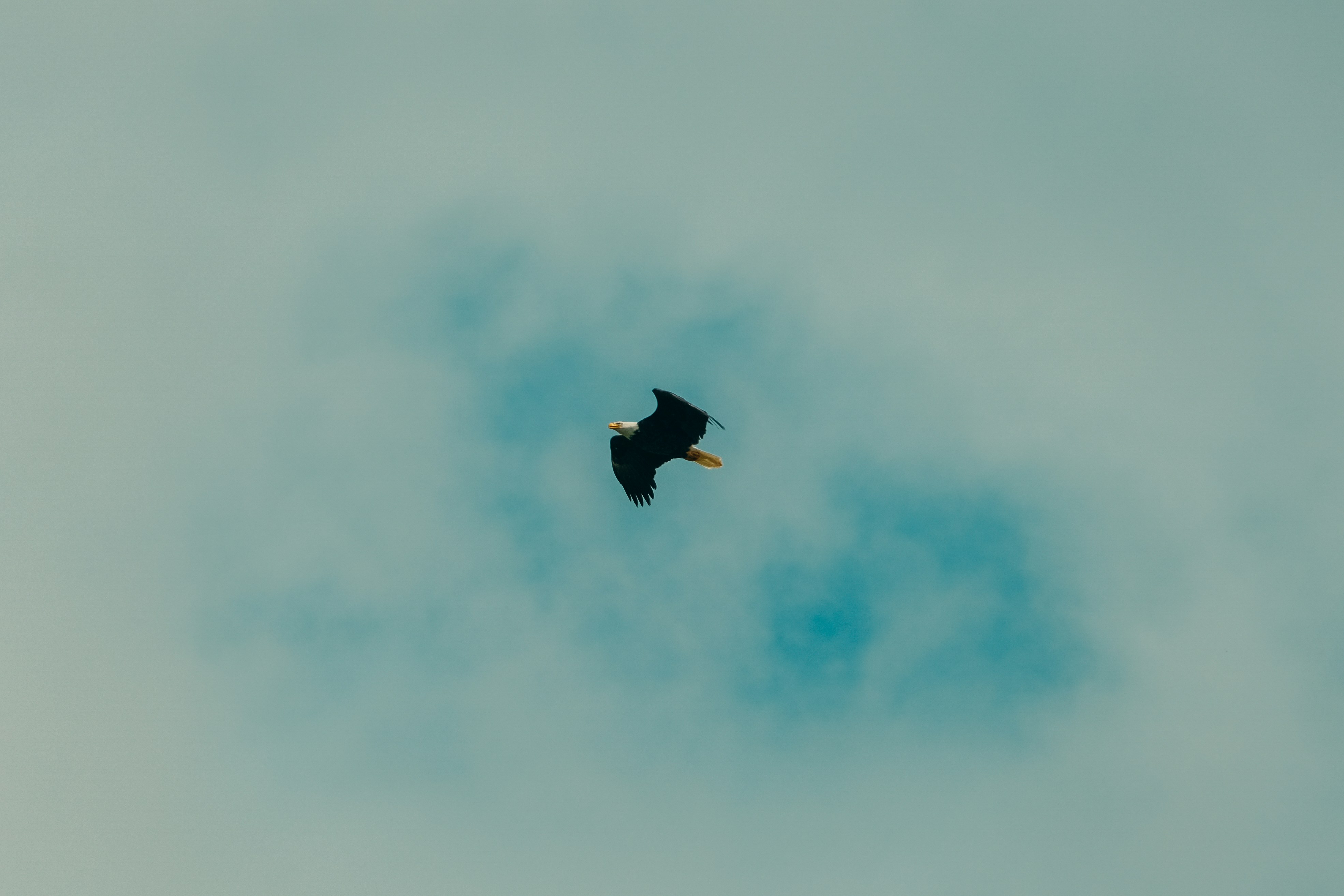 Midair silhouette: lone bird gliding through a pale blue sky