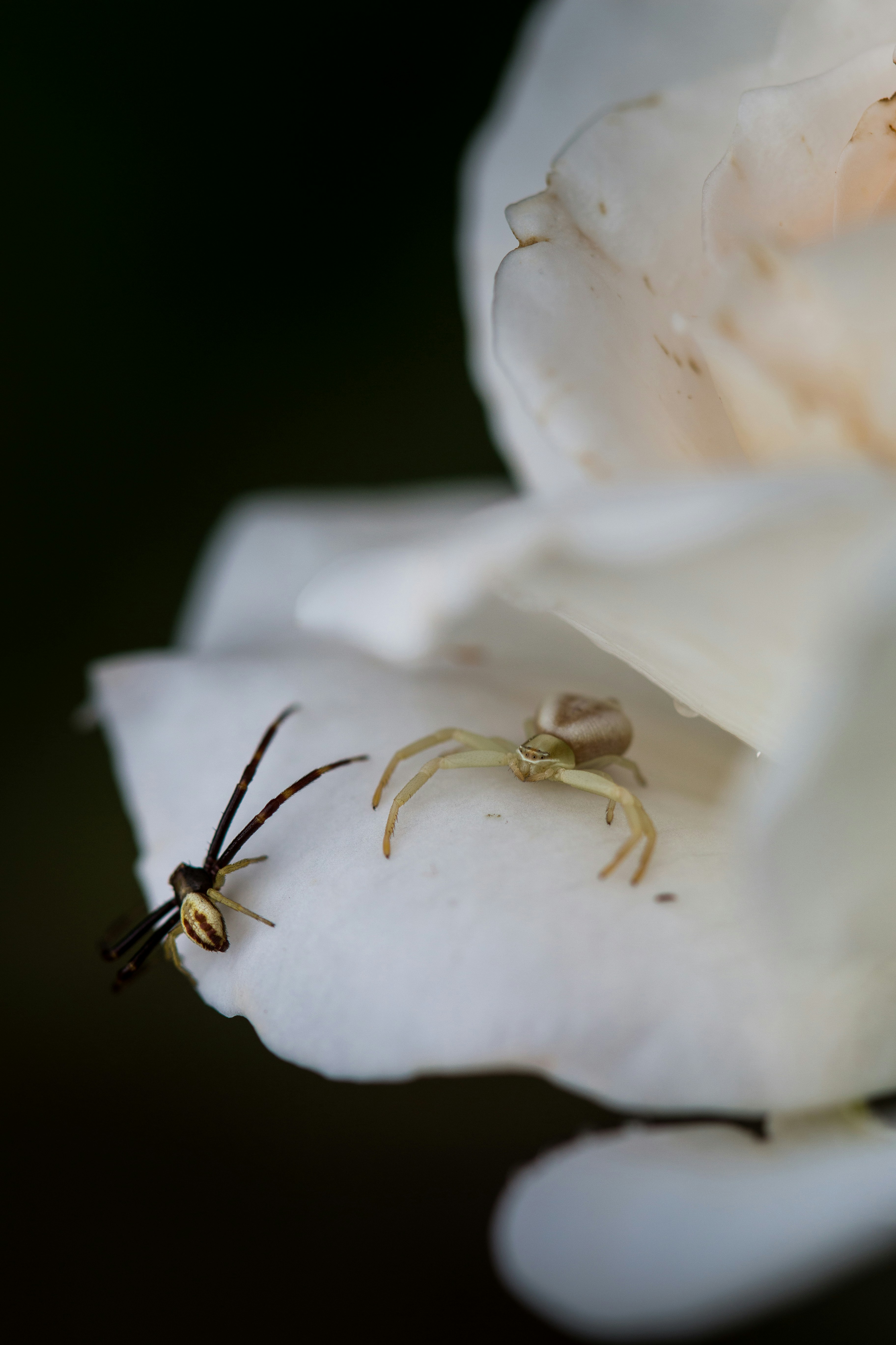 Tiny Jumpers on White Petals: A Gentle Macro Meeting