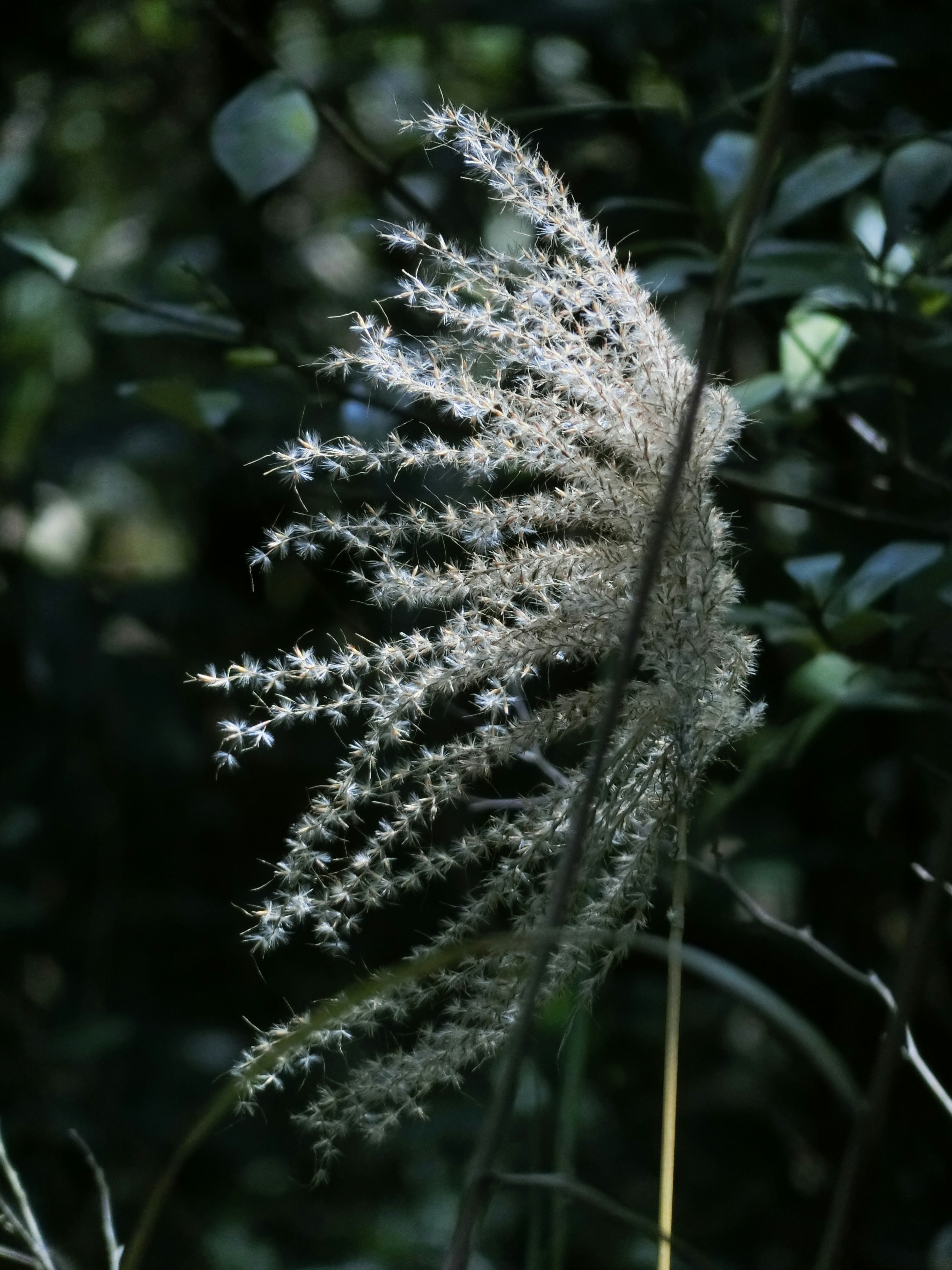 A close-up of a fluffy seed head on a plant.