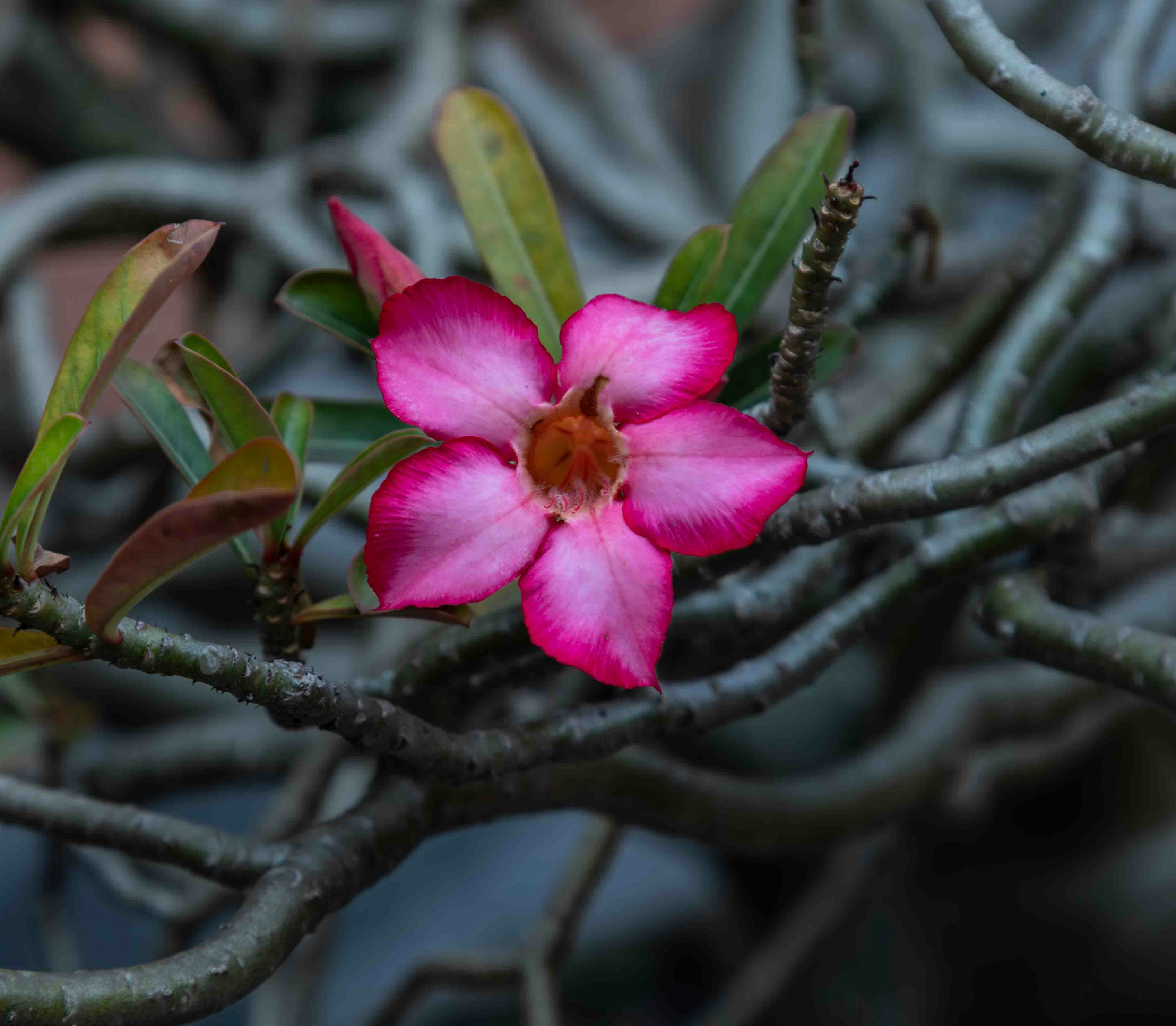 Crimson Blossom Adrift Among Twisted Branches