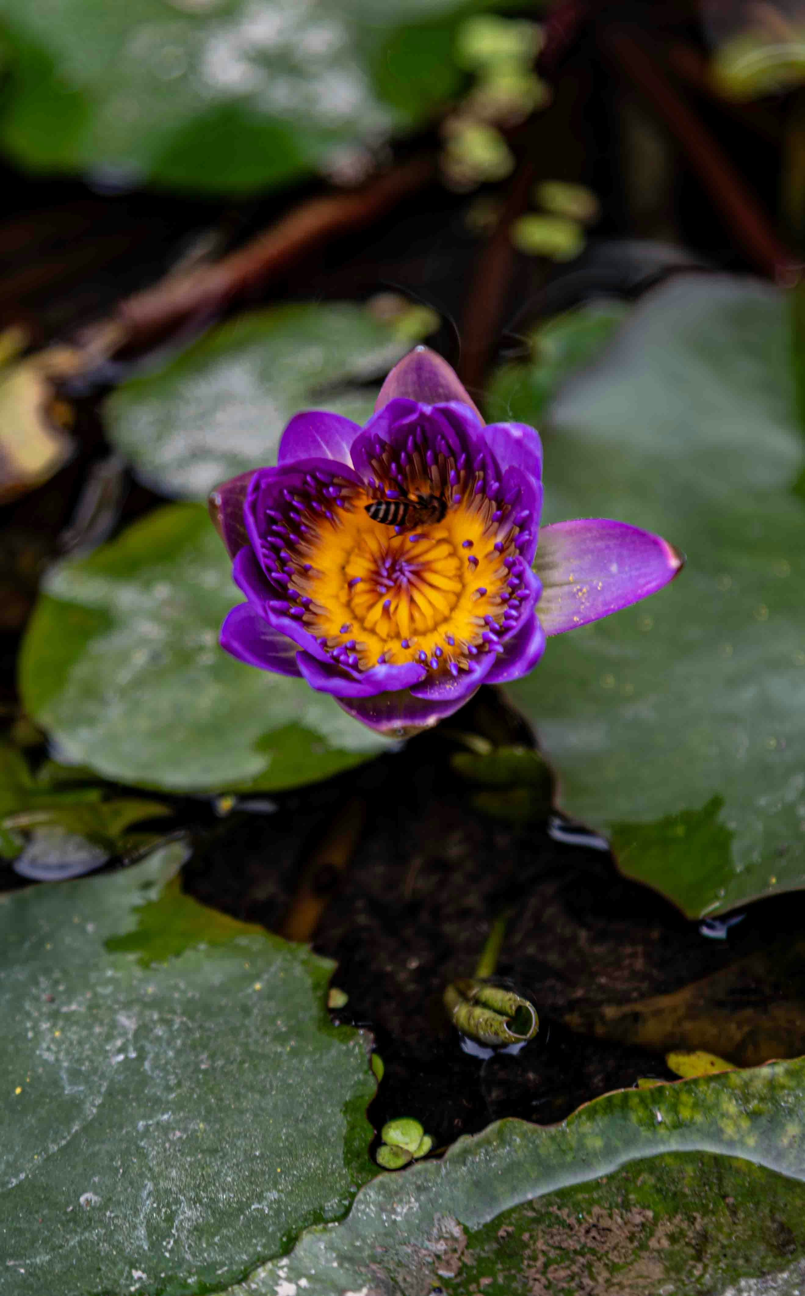 Purple Water-Lily Bloom with Bee at Center Stage