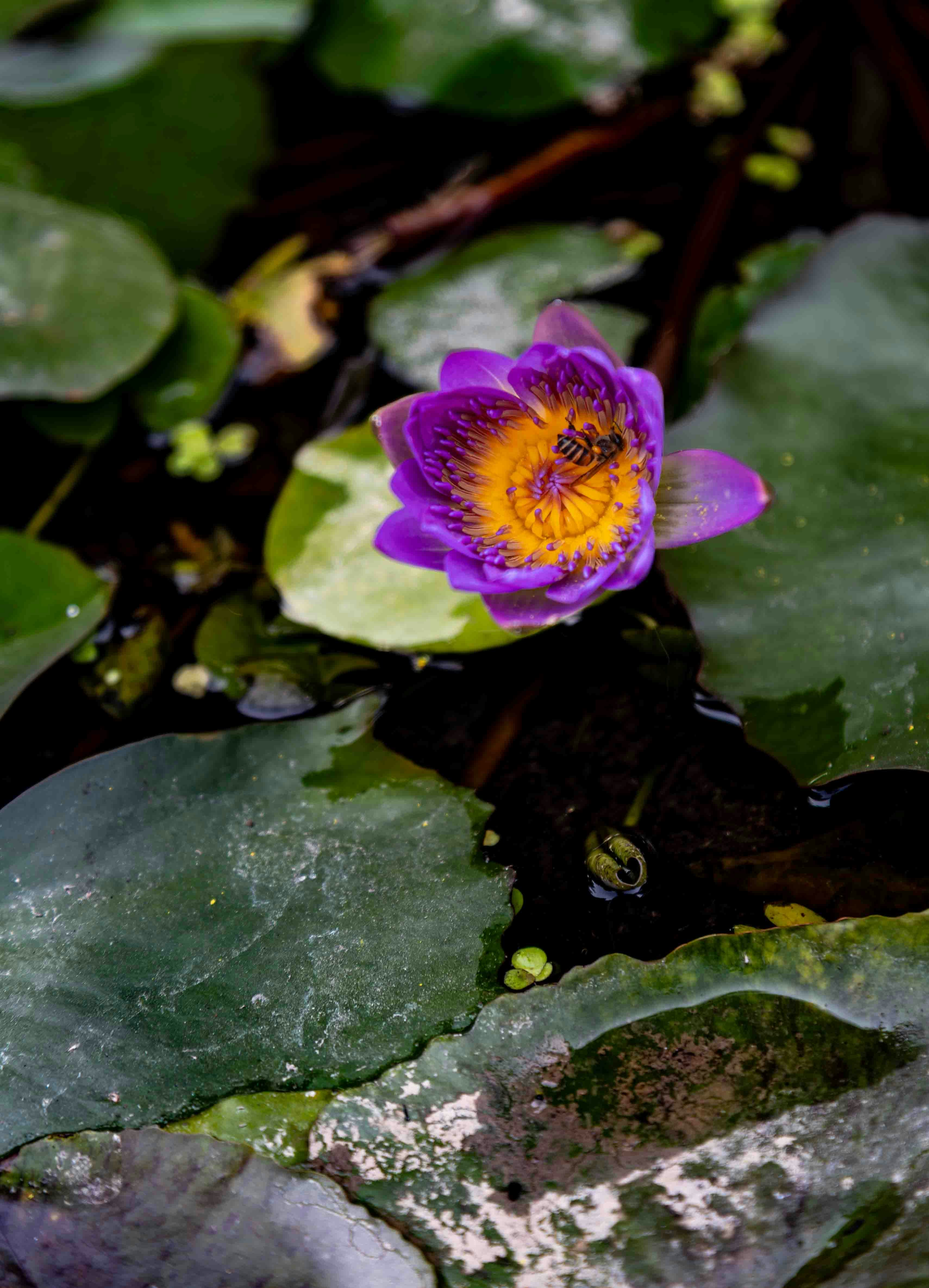 Purple Bloom in Quiet Pond: A Bee's Moment