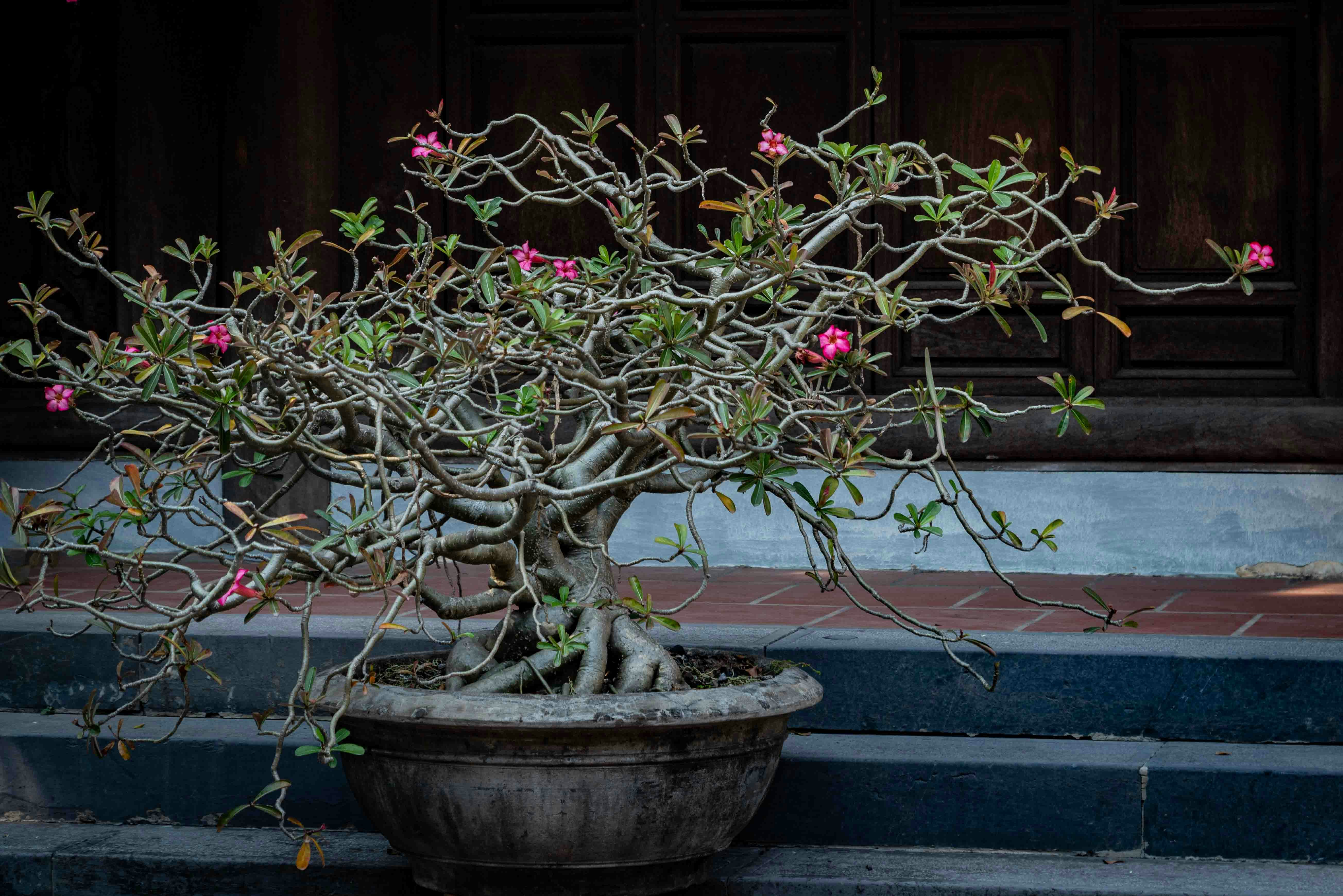 Overwatered Grace: A Bonsai Tale on the Steps