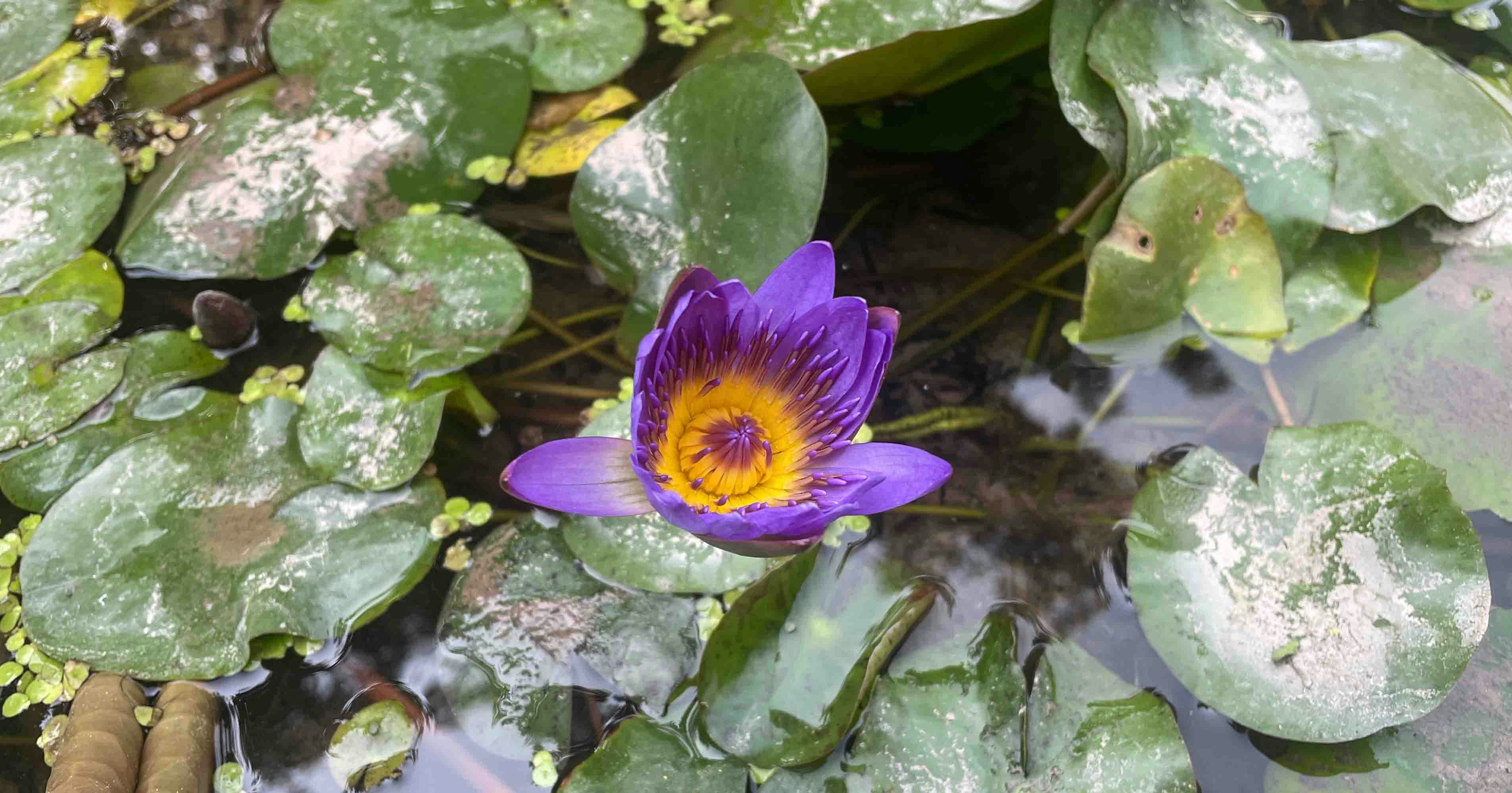 Purple Crown in a Calm Pond