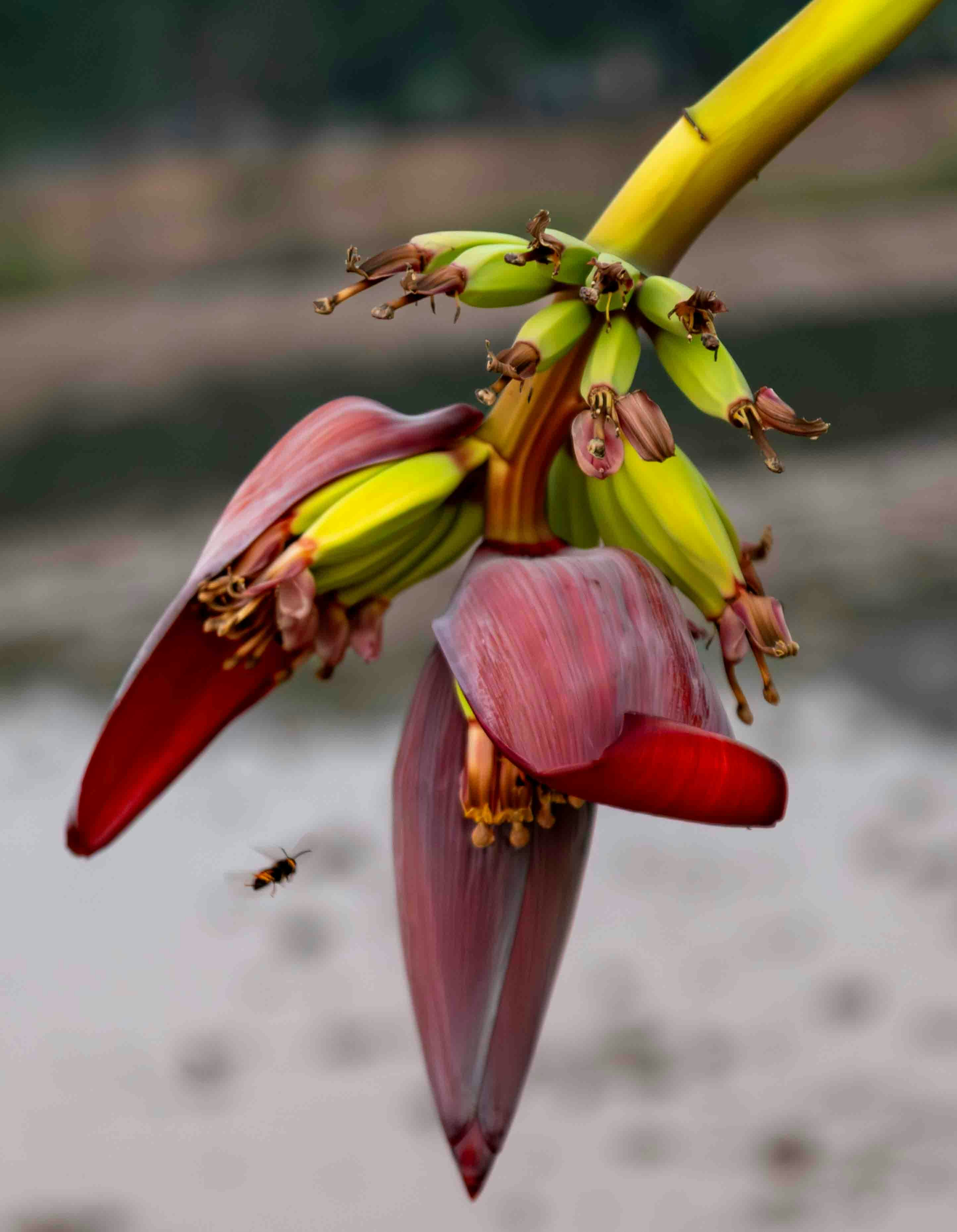 Vivid Bloom: A Crimson Blossom with Lifelike Petals against a Blurred Shore