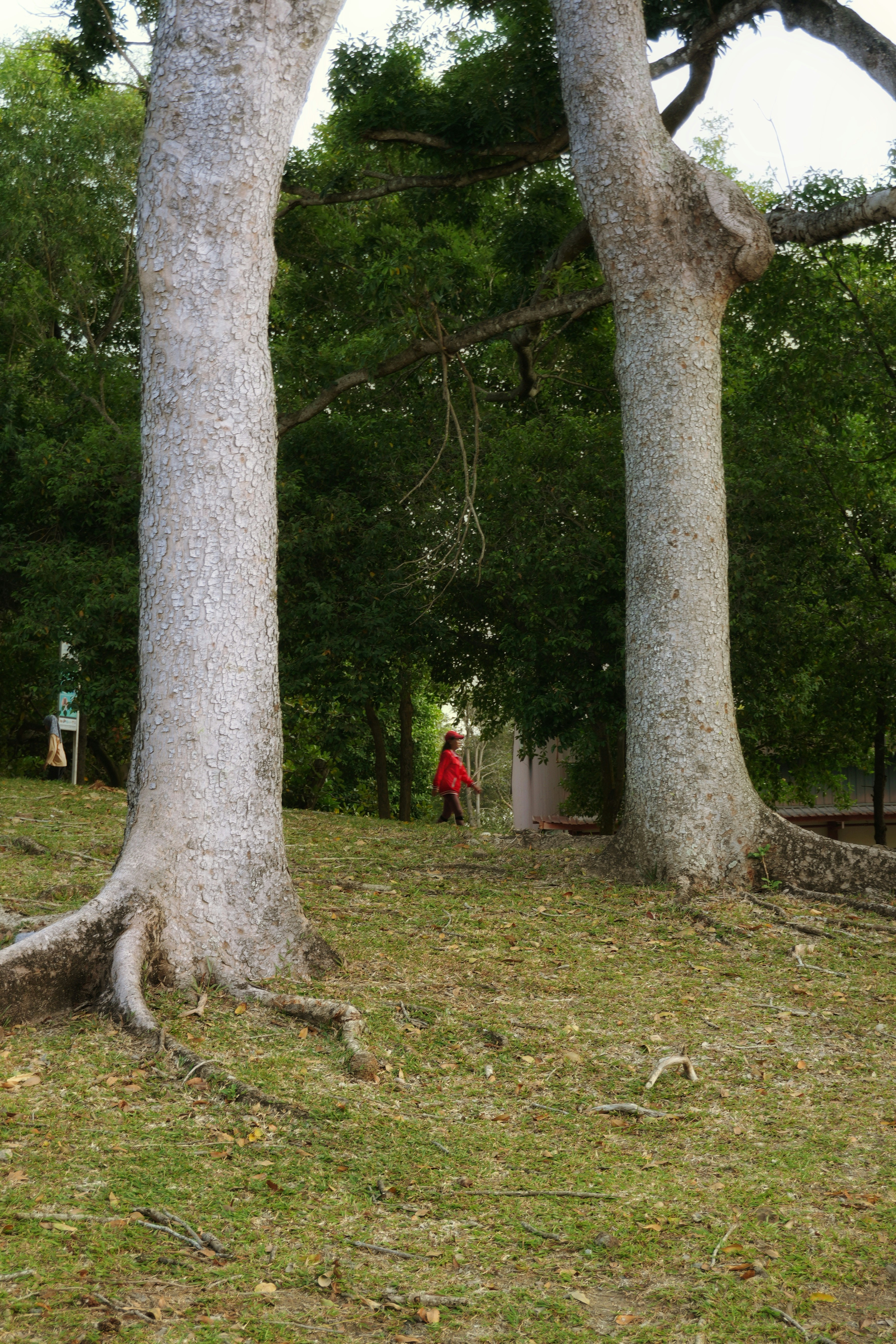 Hidden jogger beneath the giants: a quiet park moment
