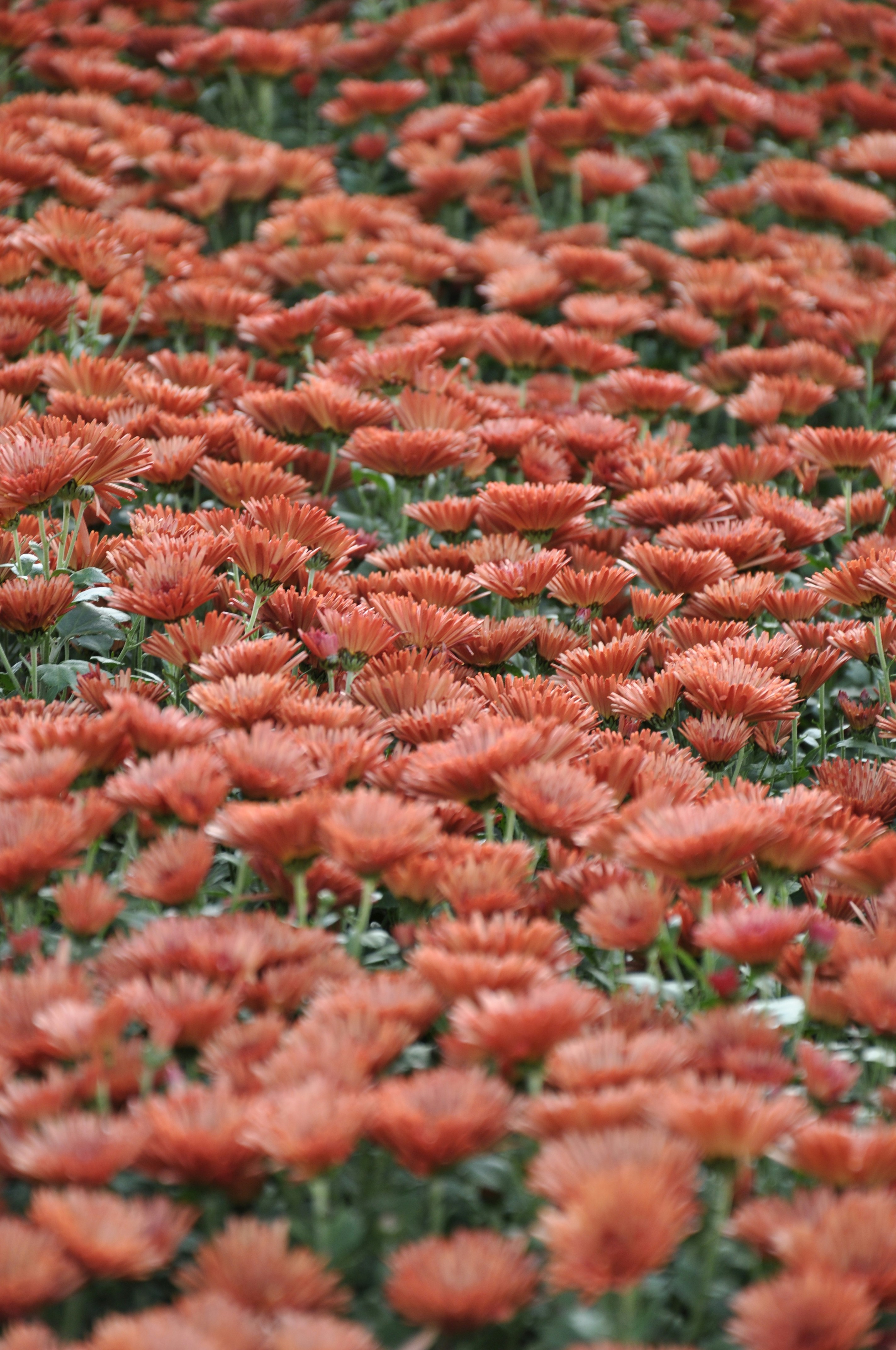 Scarlet Sea of Chrysanthemums