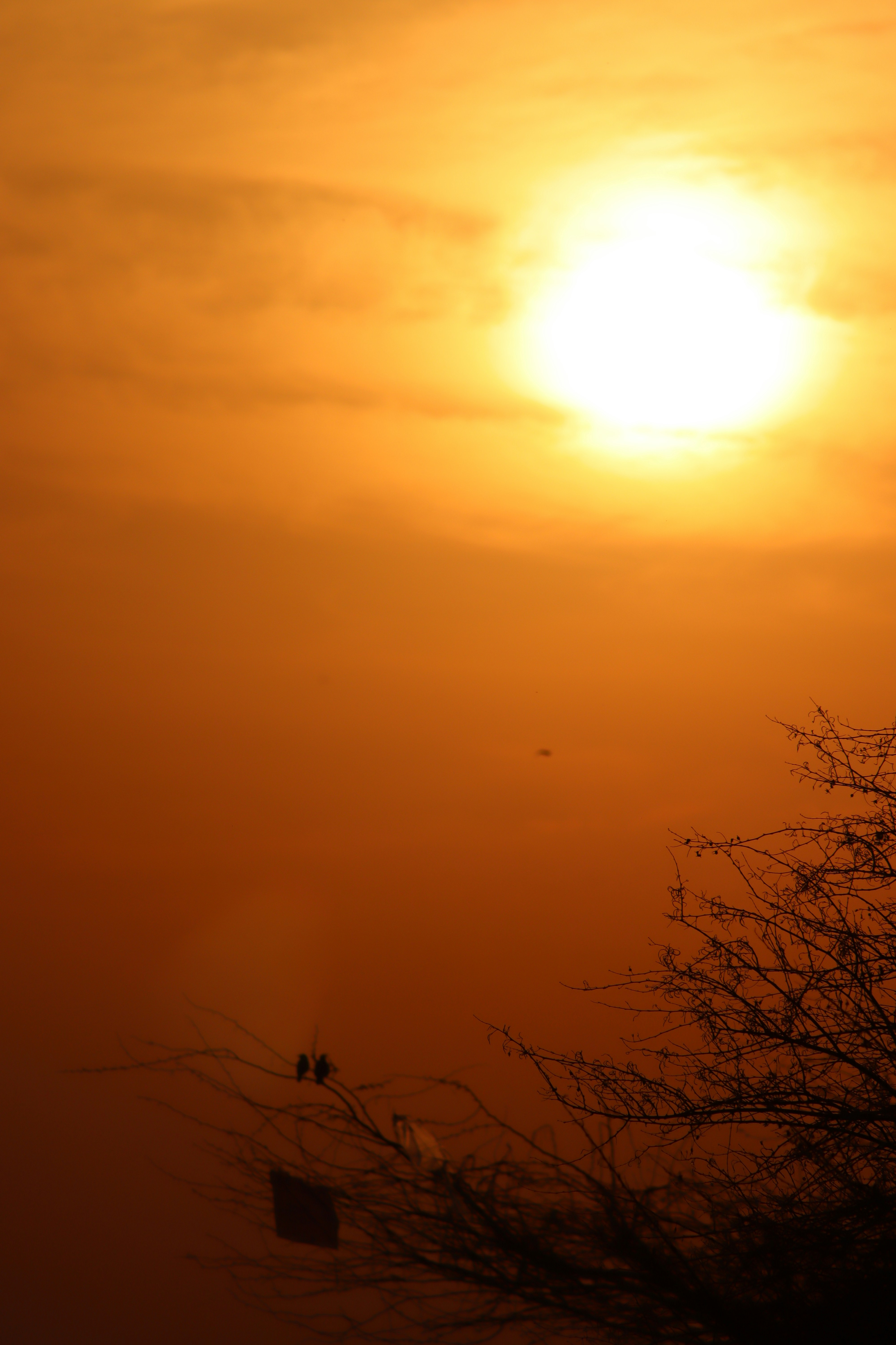 Sun Burst Over Quiet Branches