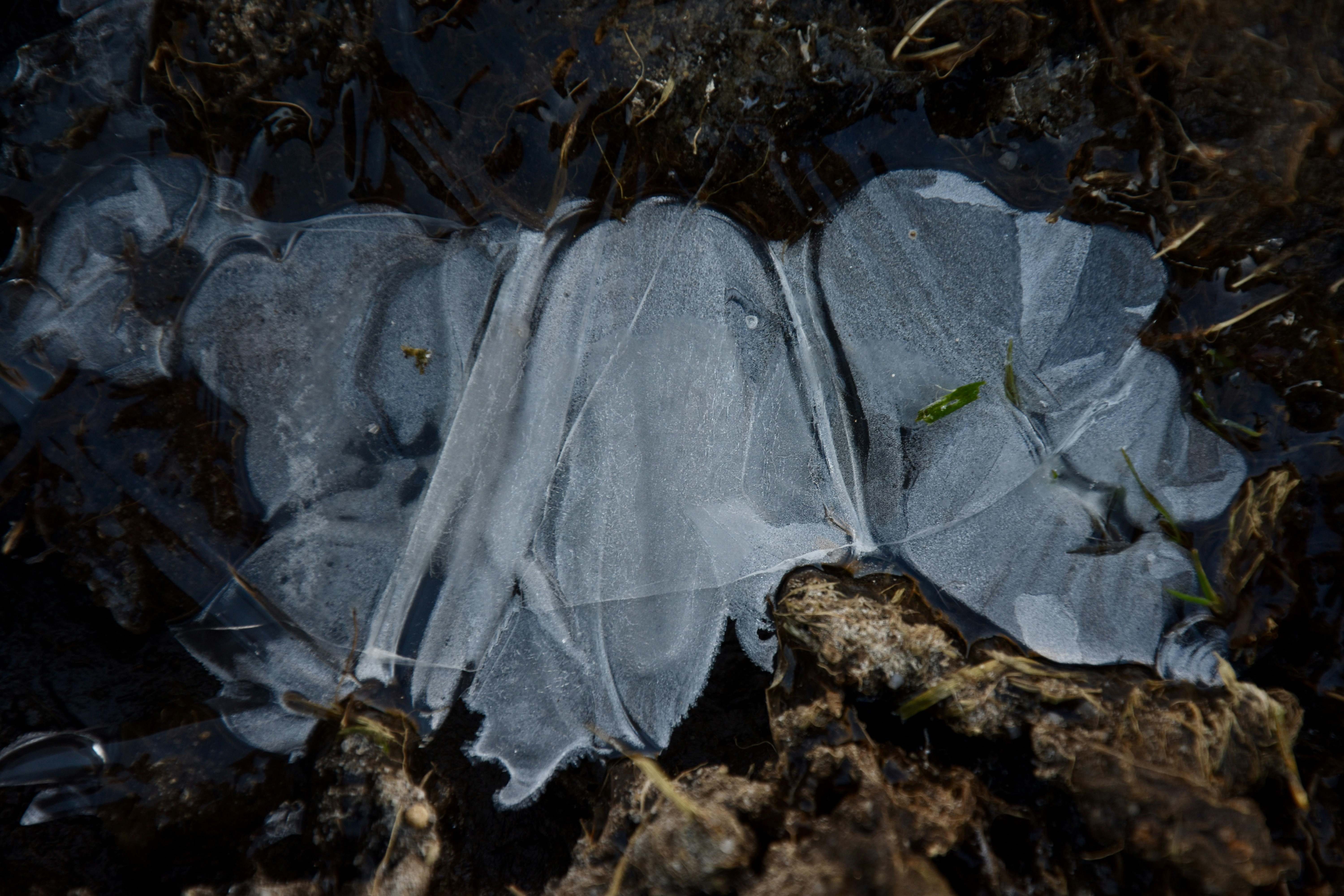 Veil of Ice Beneath Wet Soil