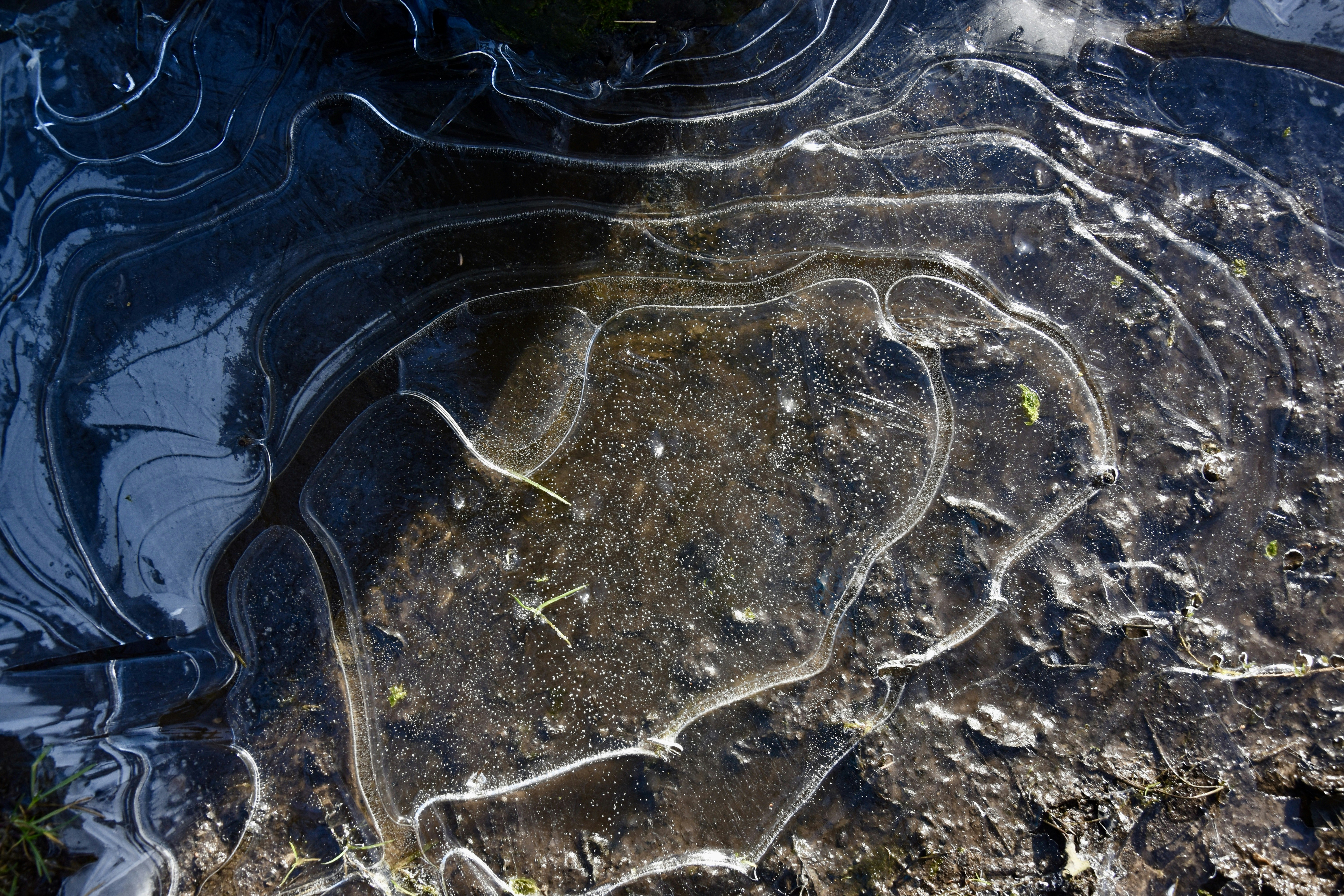 Curved Veins of Mud and Water in a Shallow Puddle