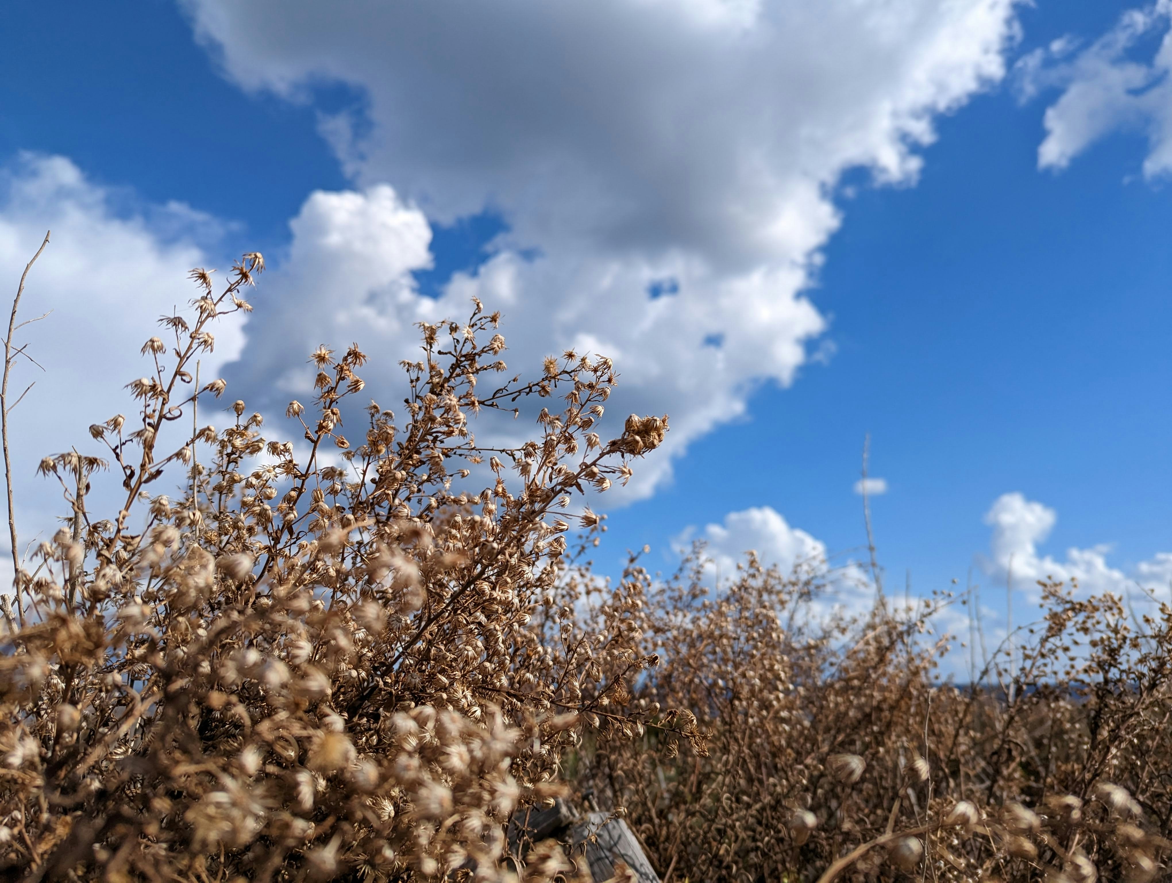 Dry seed-heads fill the lower half of the frame with a blue sky and scattered clouds above, suggesting a windy, open landscape. This is a natural scene without text or logos.