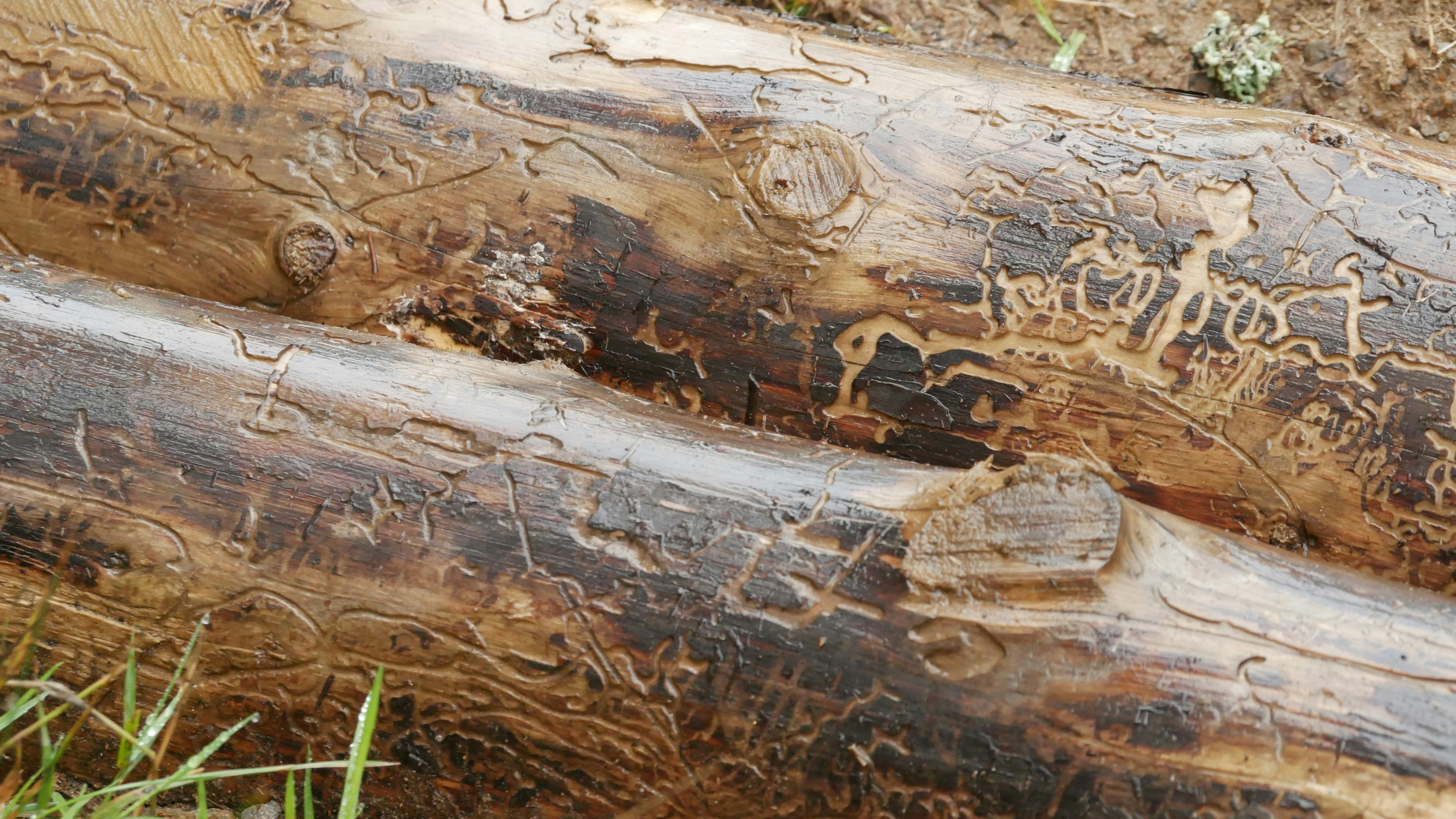 Close-up of tree bark with intricate patterns
