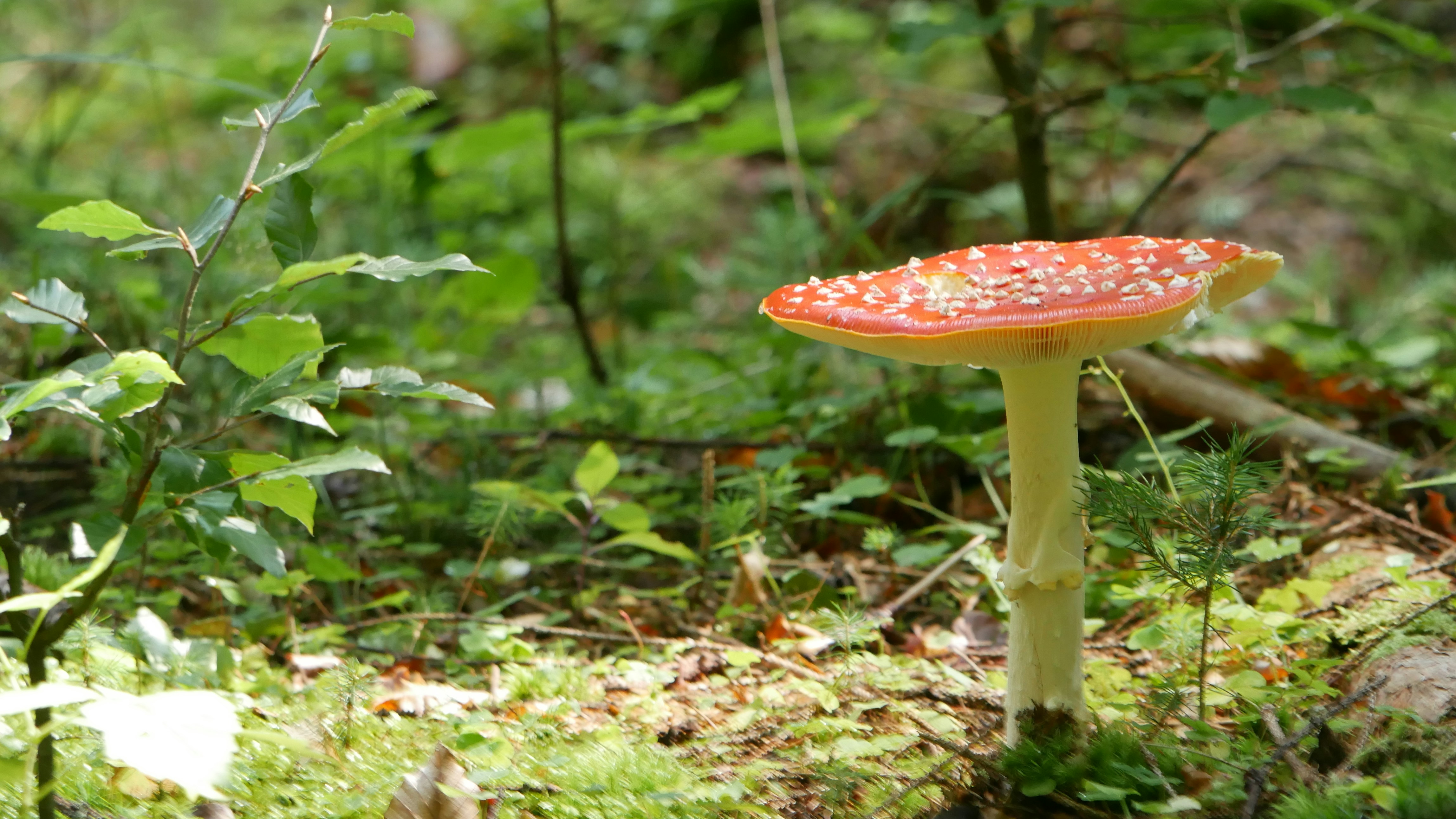 A red mushroom with white spots in a forest