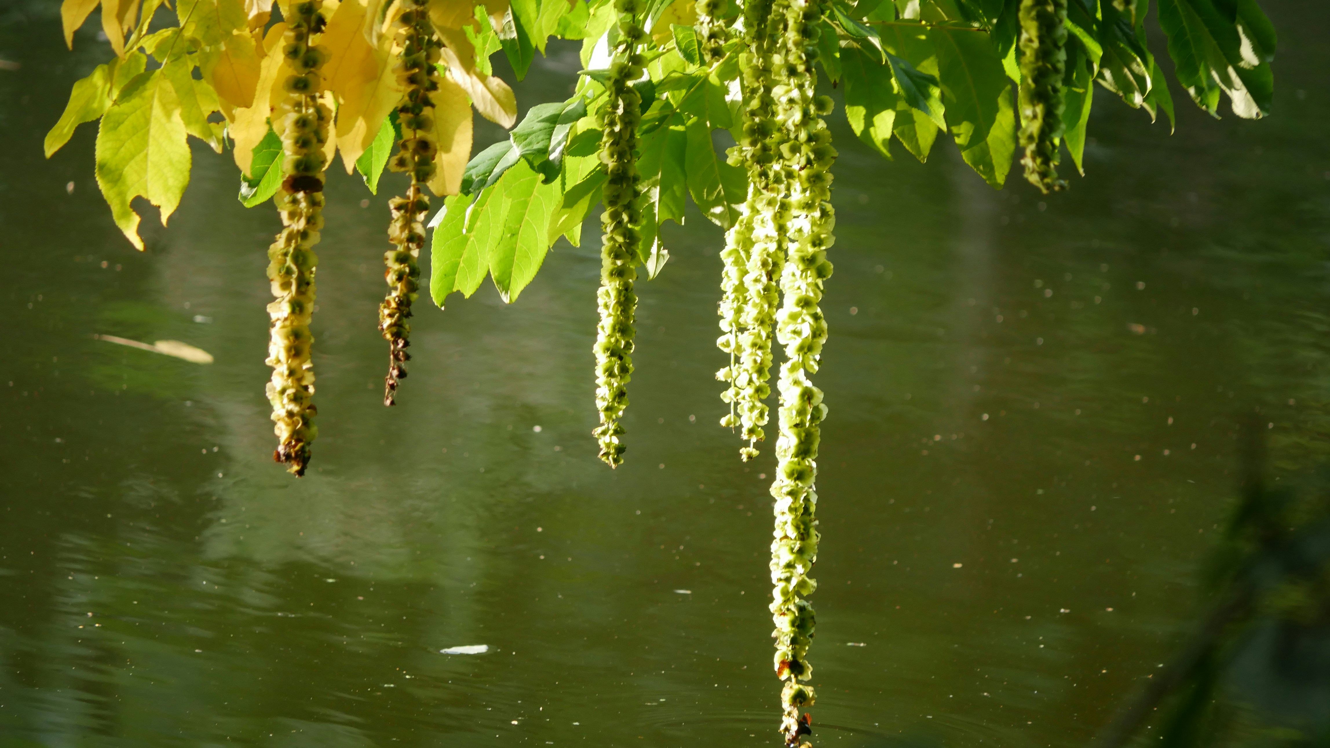 Hanging green and yellow flowers over water