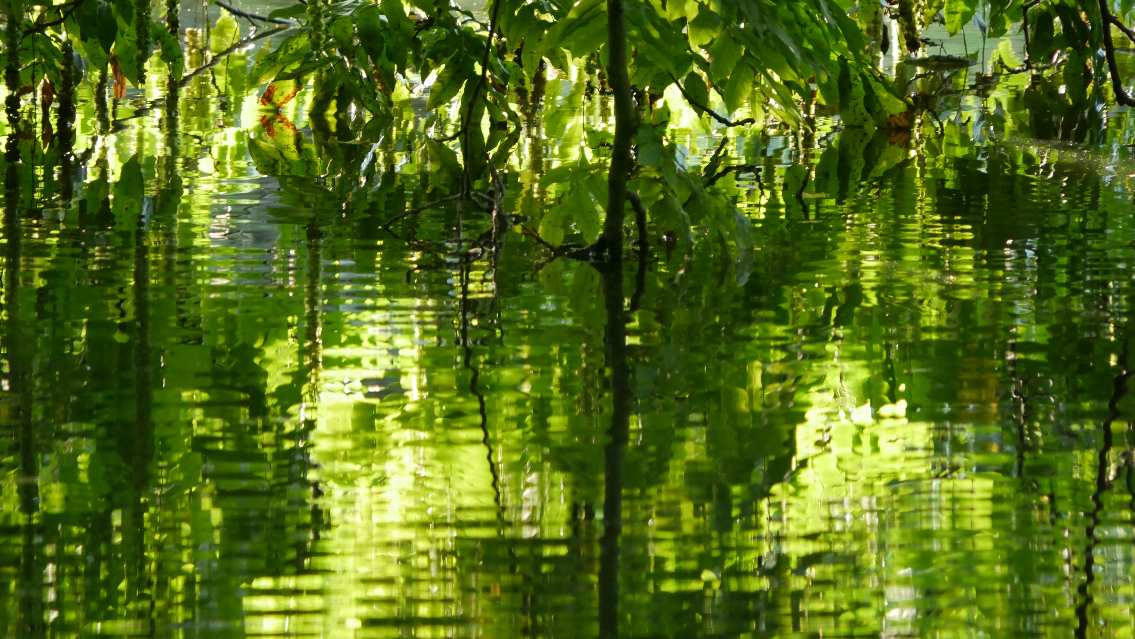 Verdant Reflections: A Quiet Overhang Above the Water