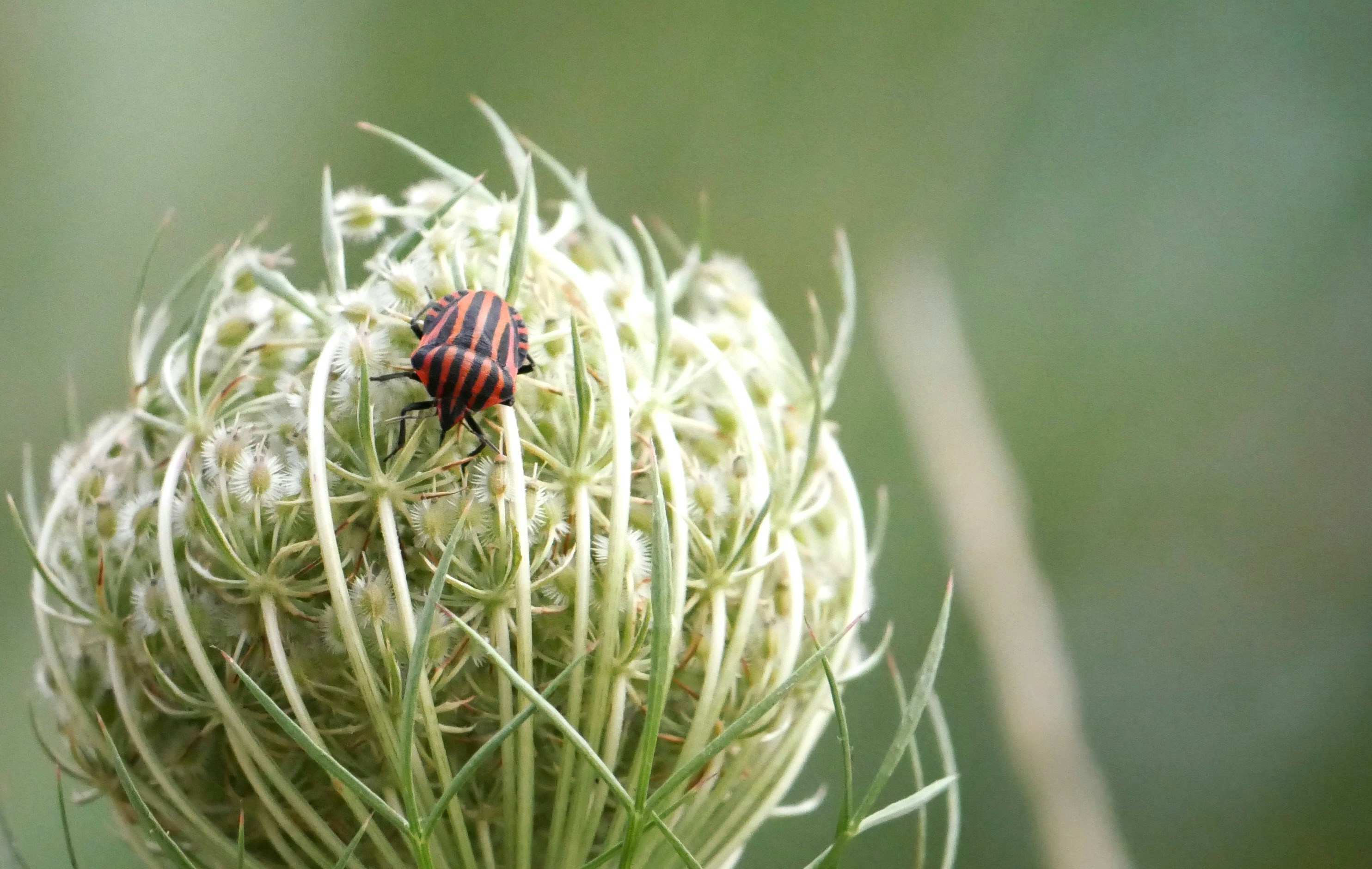 Striped beetle on a white flower bud
