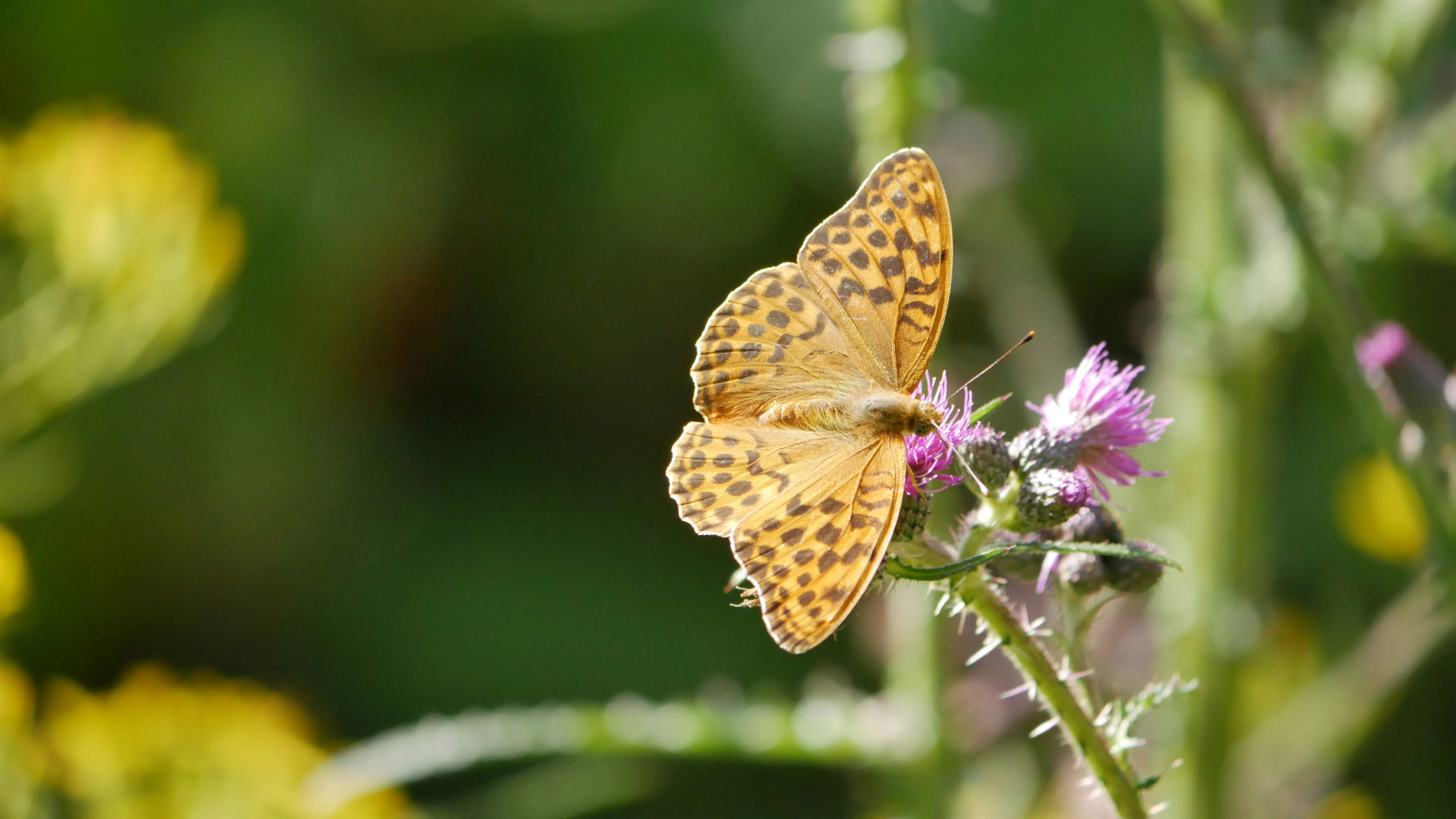 A light brown butterfly rests on a purple flower.