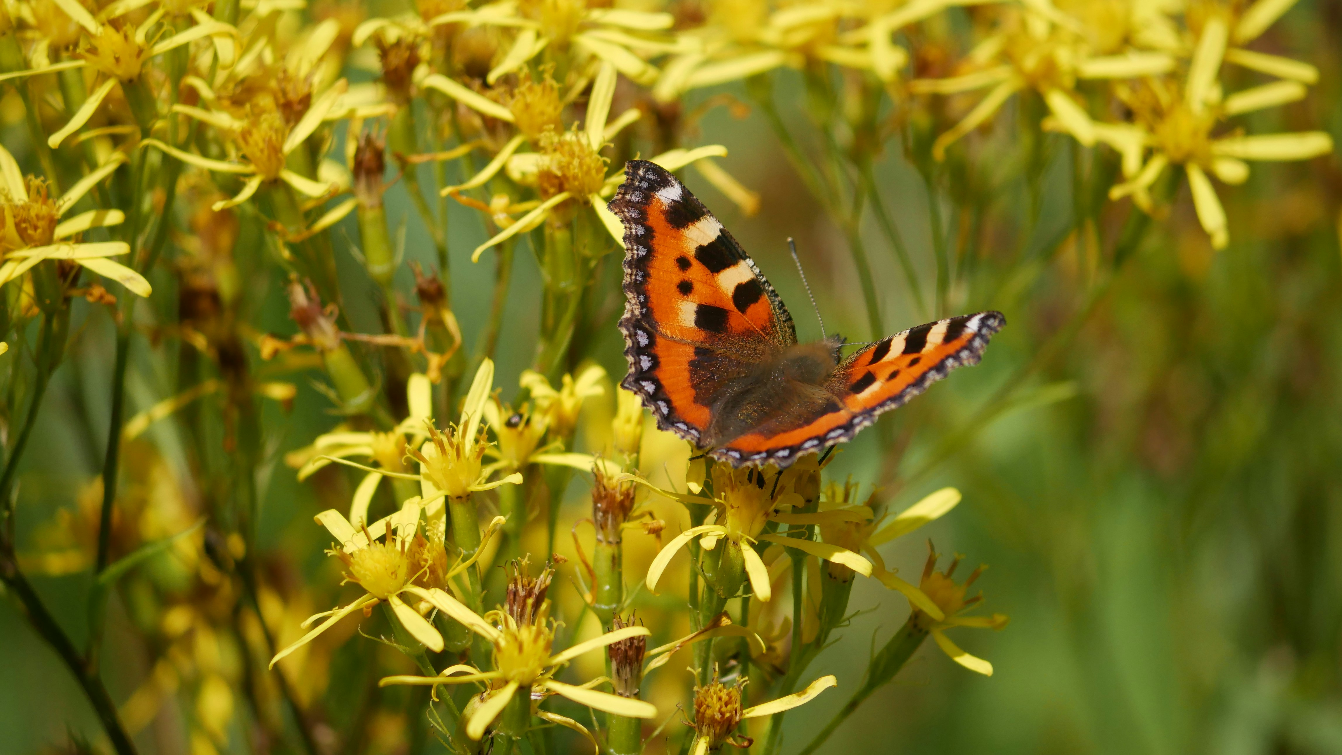 A butterfly rests on yellow wildflowers in a field.