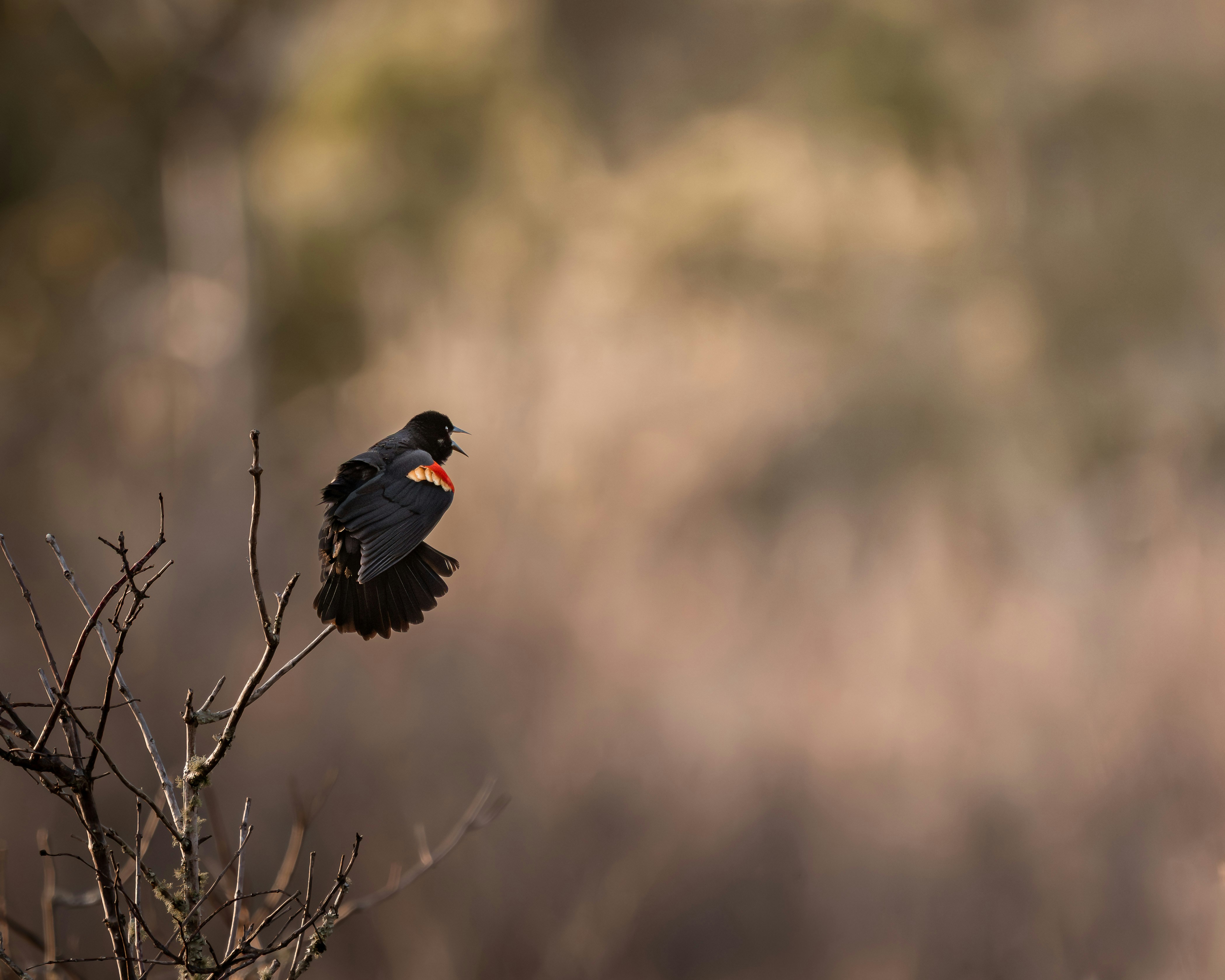 Scarlet-Backed Warbler in Quiet Bog