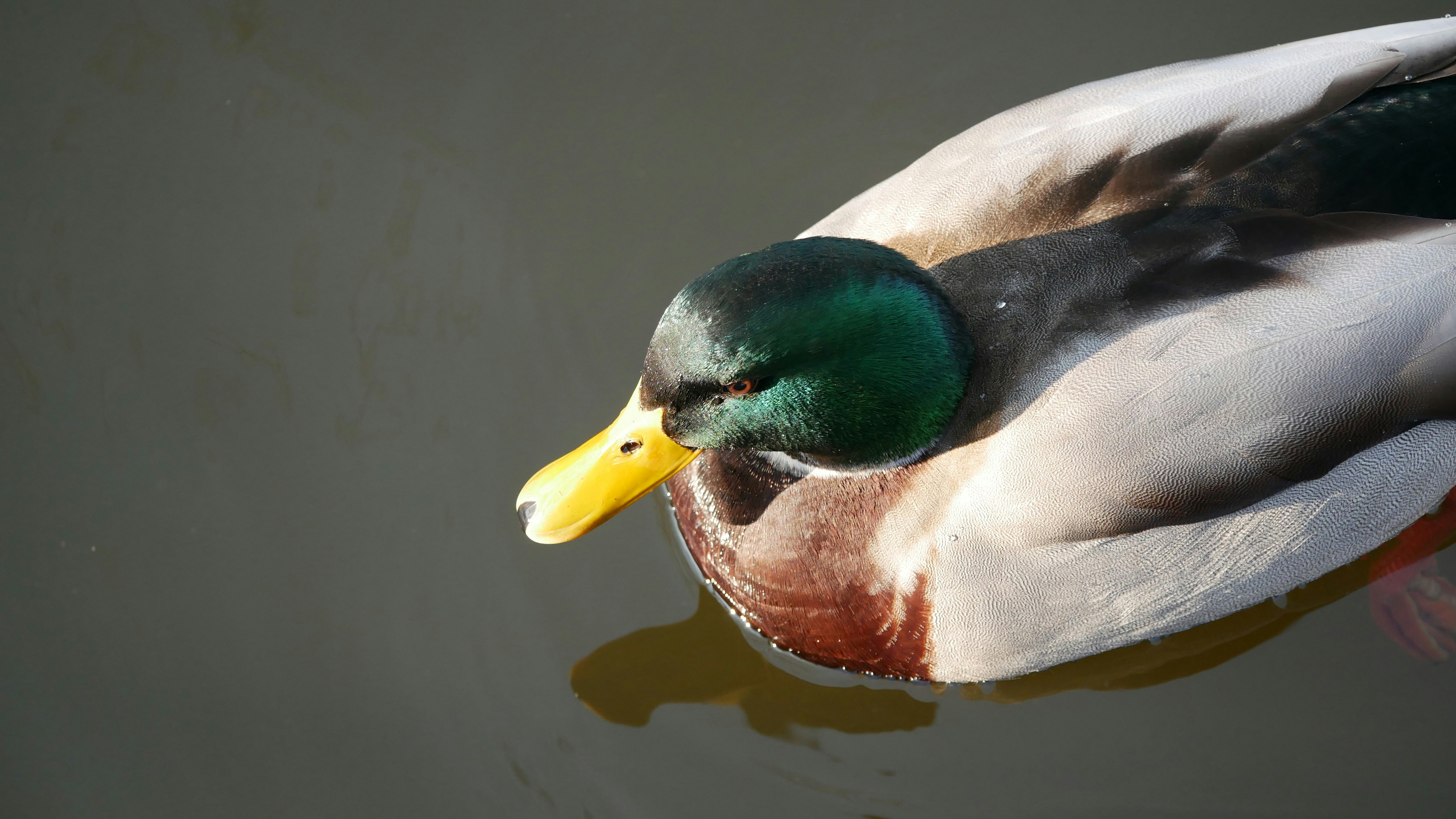 A mallard duck swims on dark water