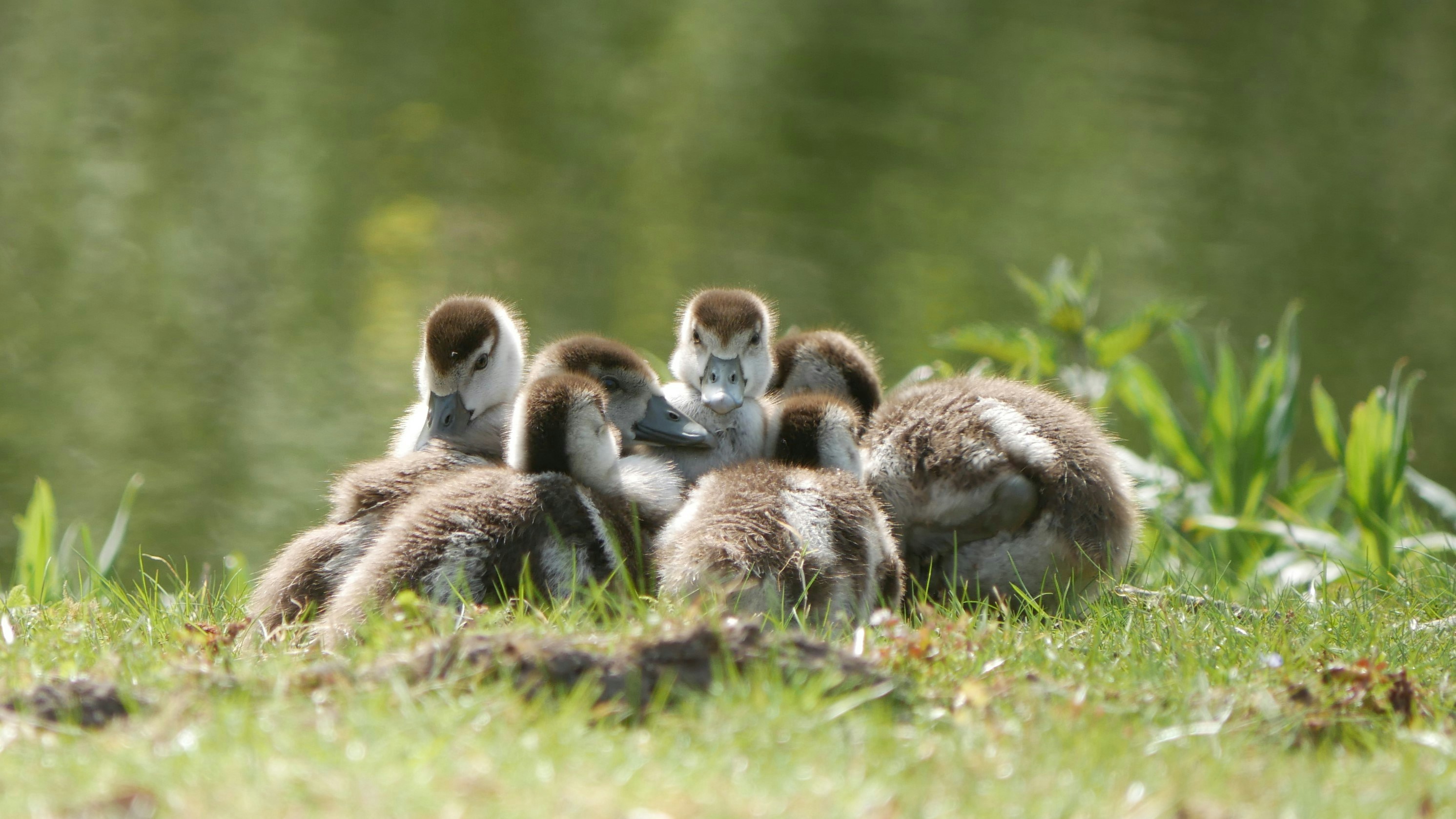 Awarded picture - Vogelwerkgroep Amsterdam https://www.vogelsamsterdam.nl/activiteiten/fotowedstrijd/