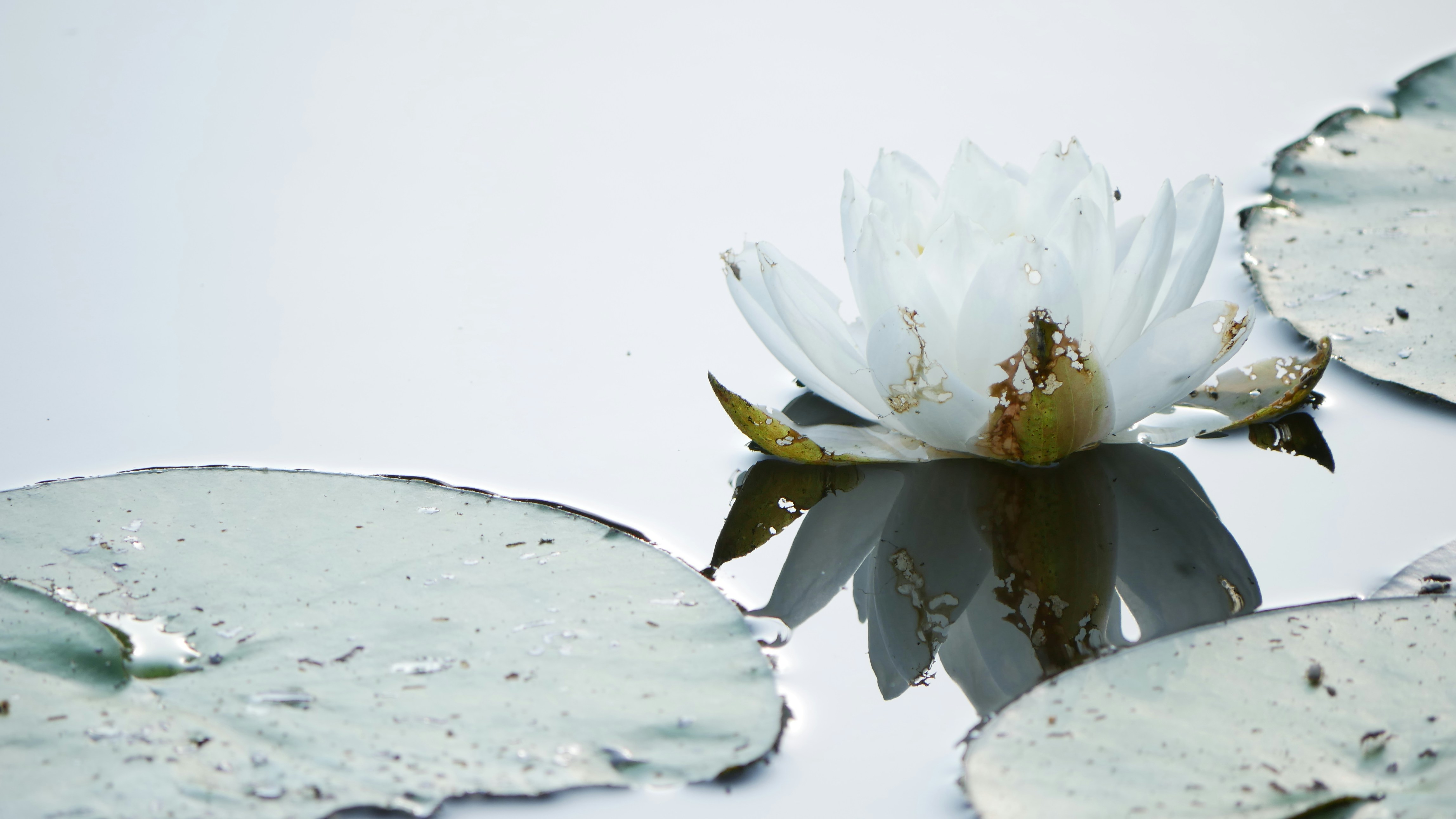 Mid-Rainlight Lily: A White Bloom Amid Quiet Reflections