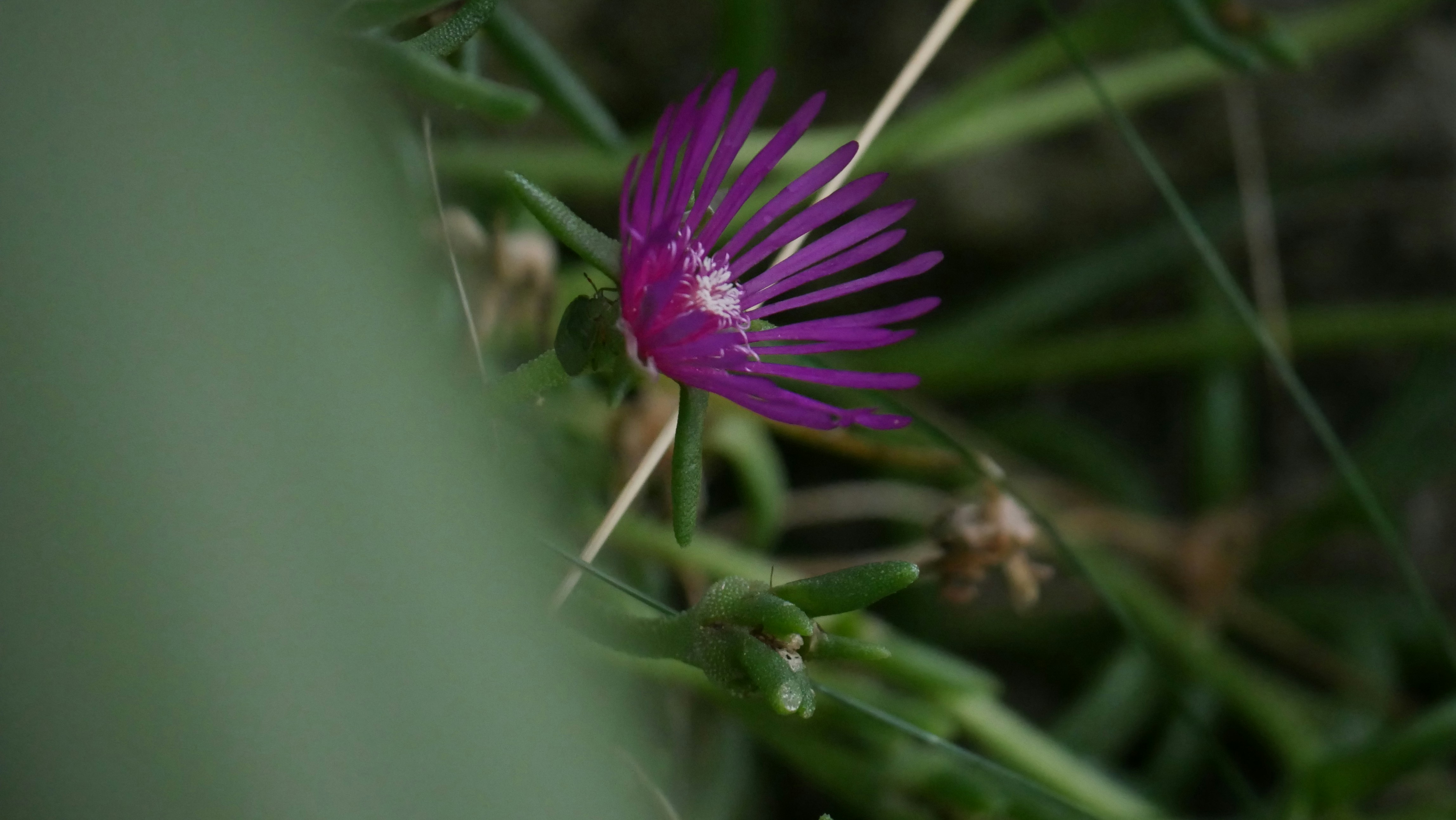 A single purple flower with thin petals.