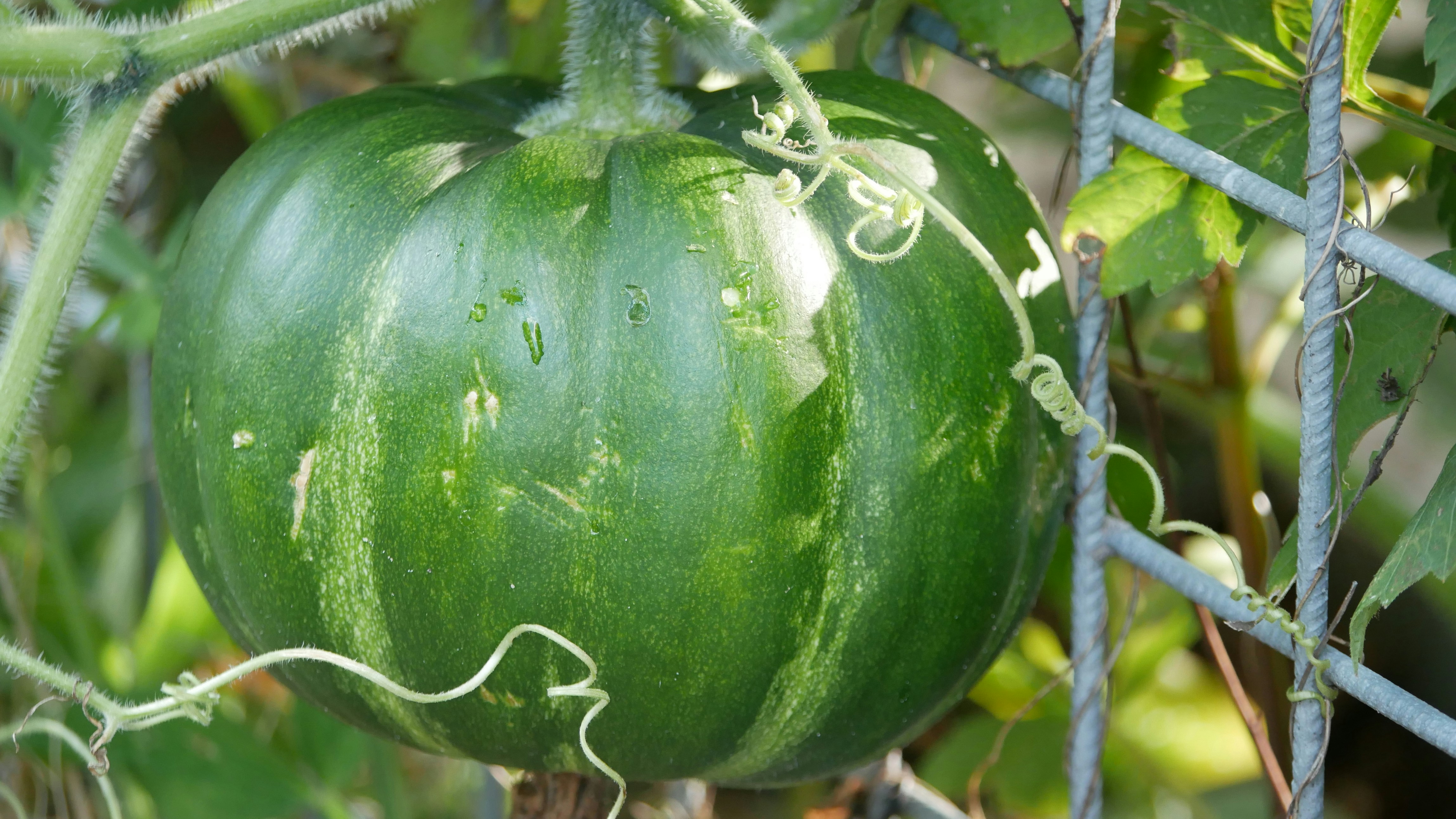 A green pumpkin growing on a vine