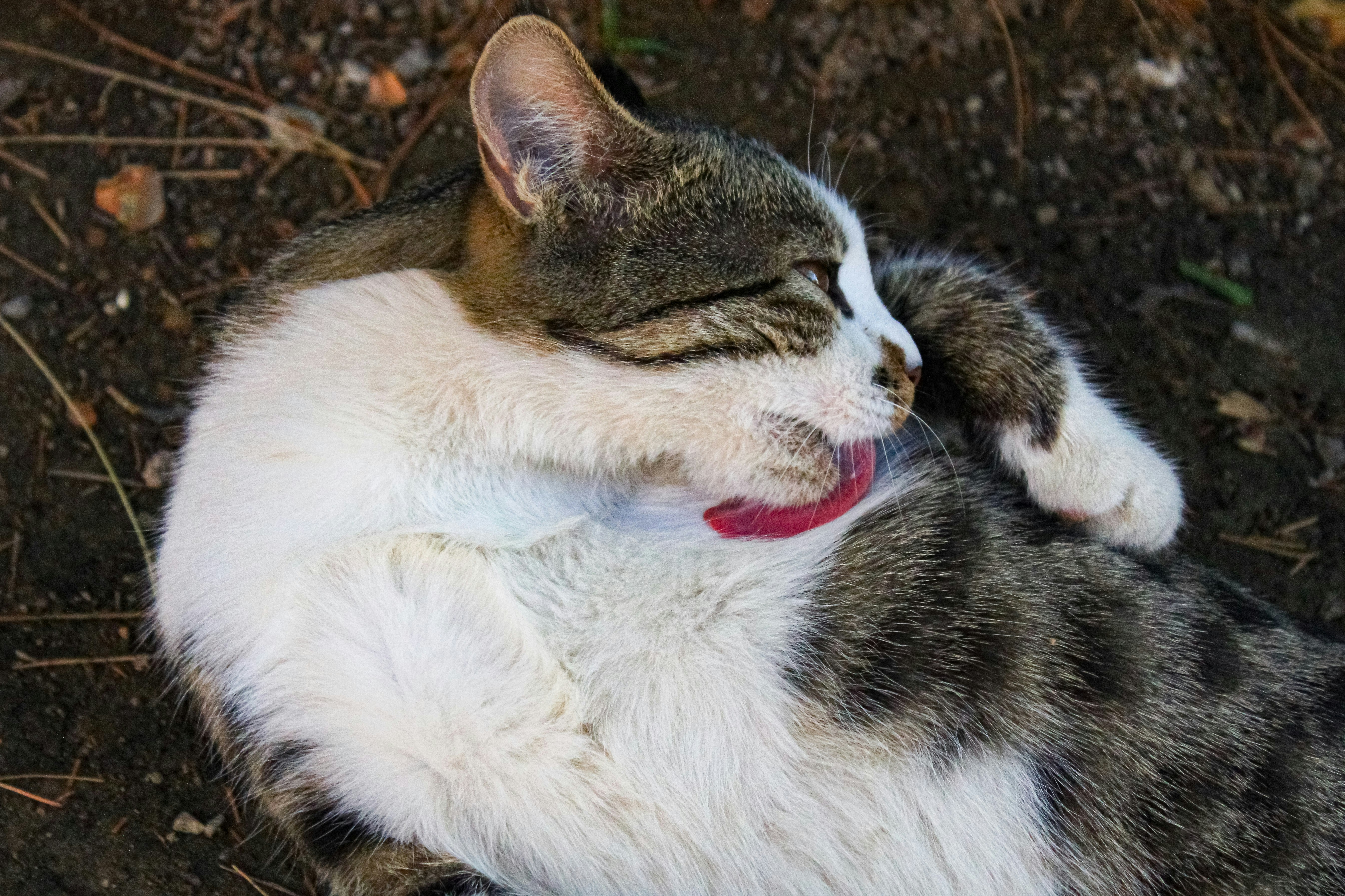 Curled Cat in Warm Dappled Shade