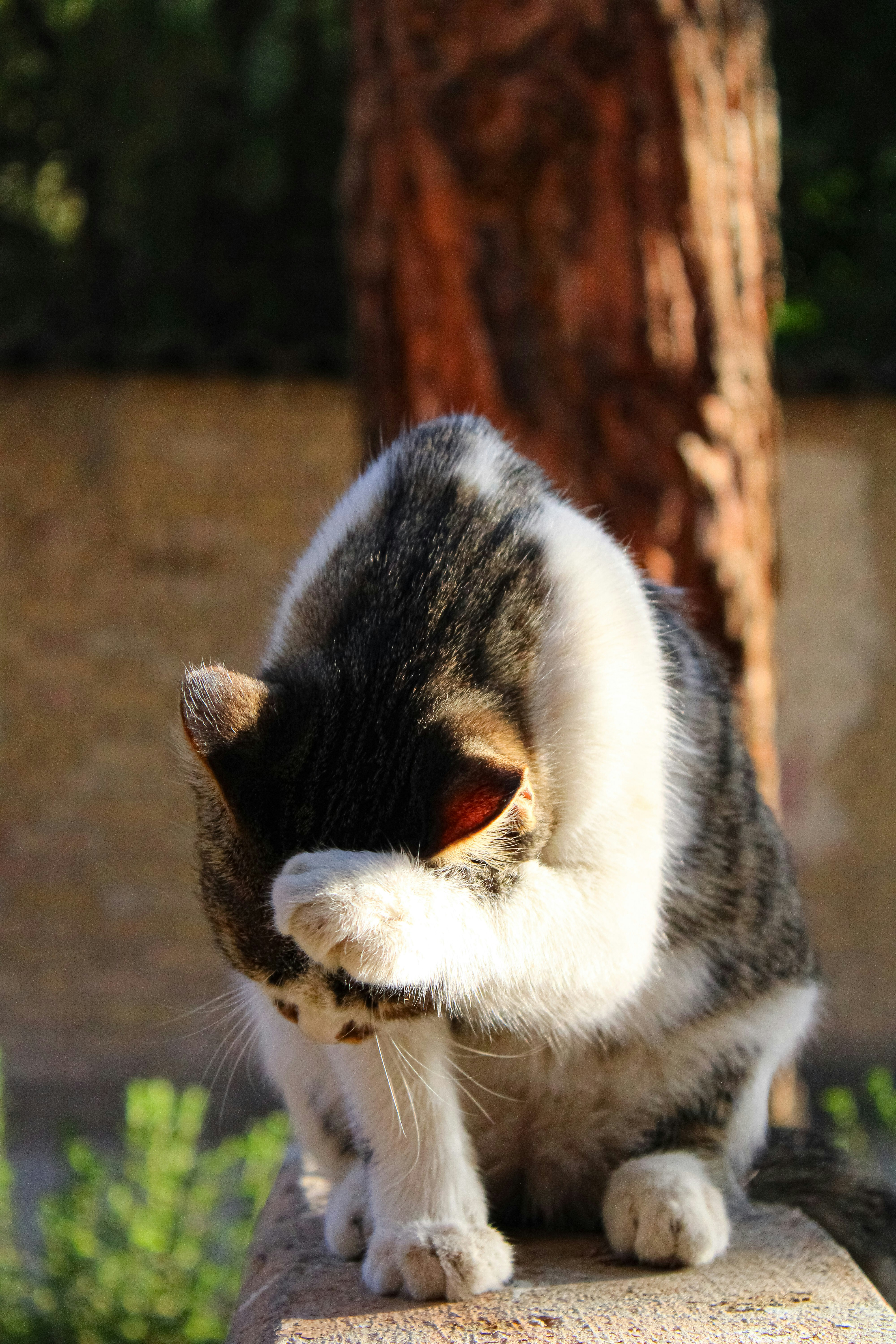 Domestic Moment: A Shy Cat on a Sunlit Wall