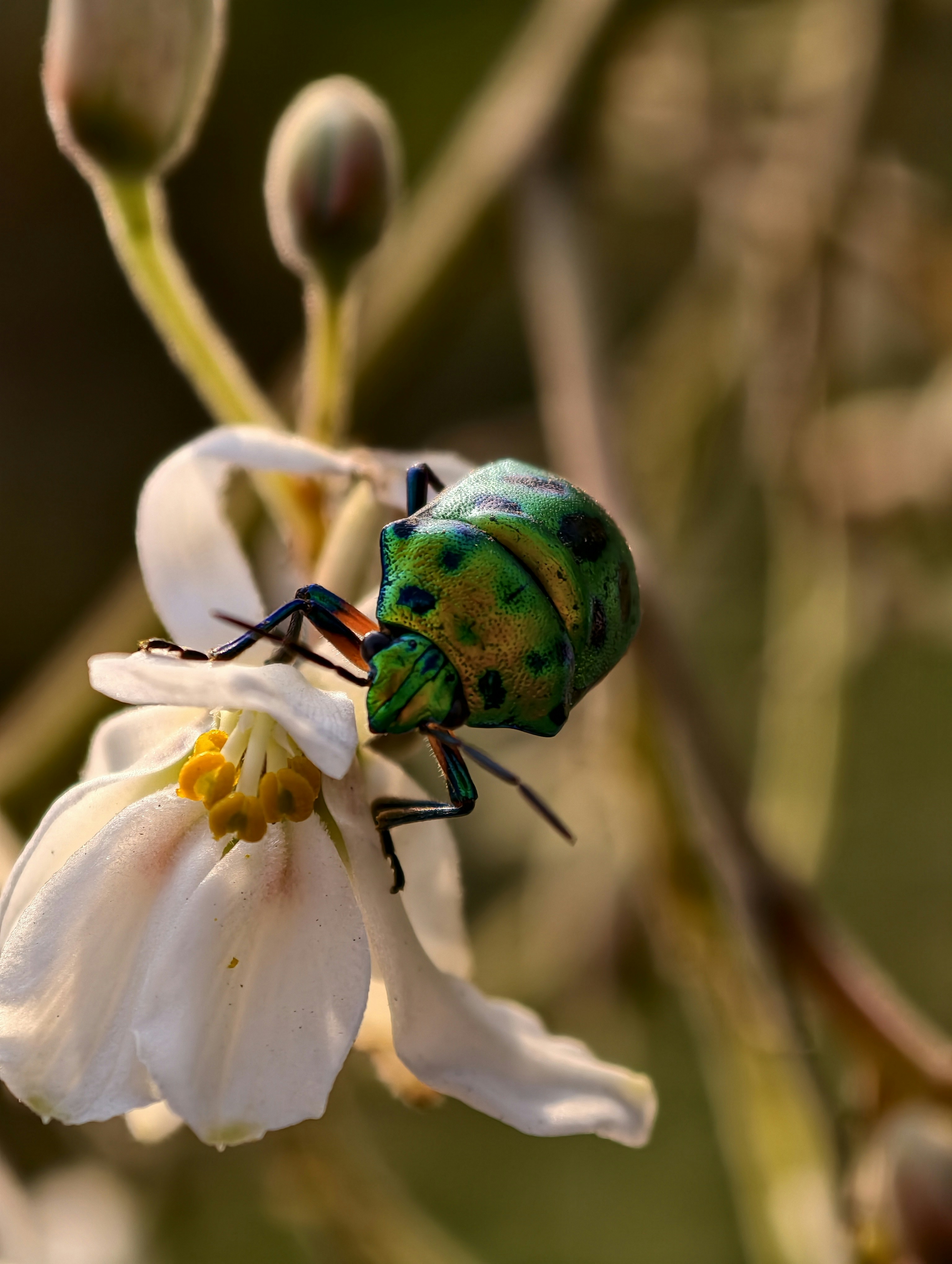 Looking for sweet nectar