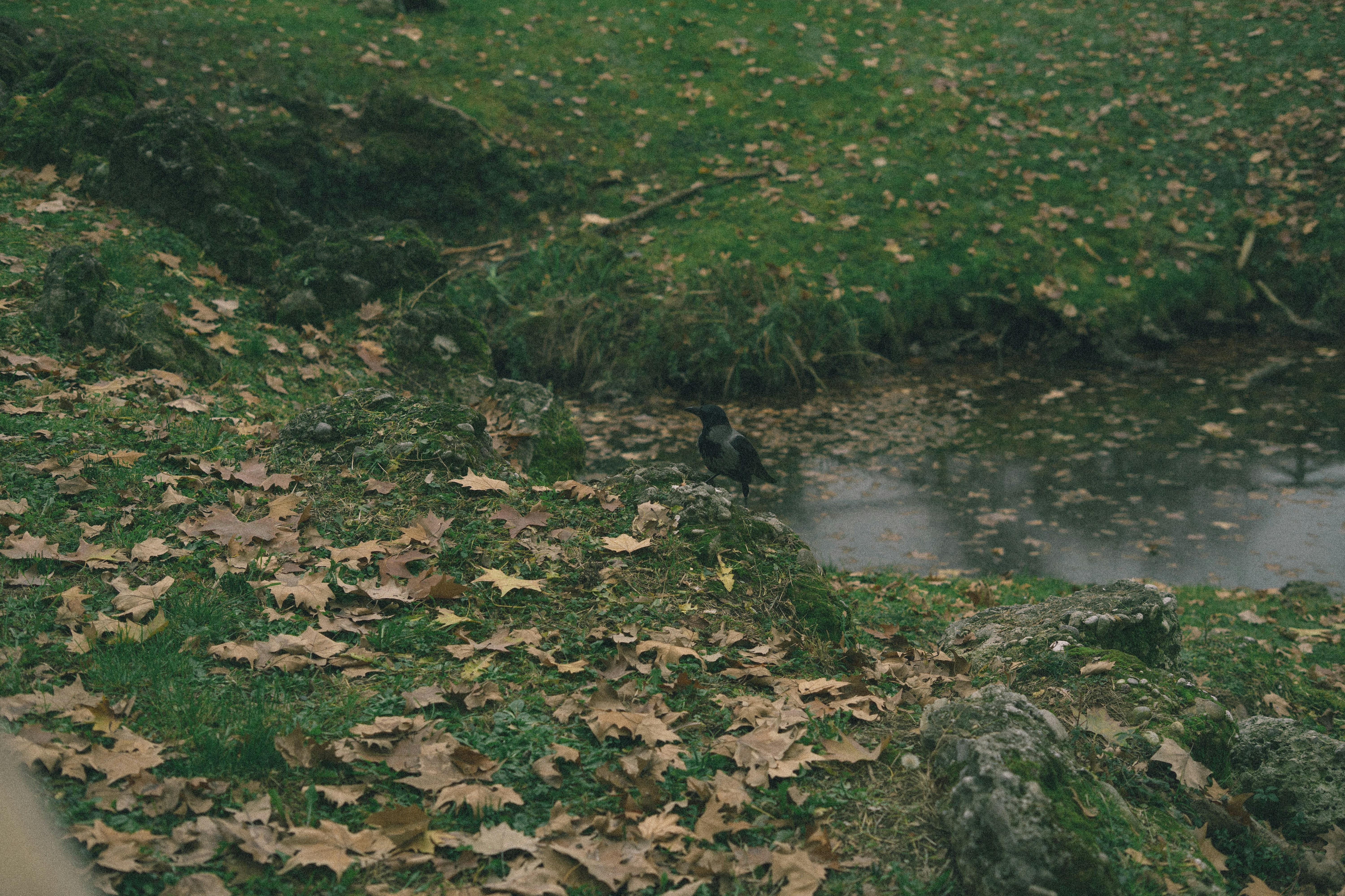 Partial Meadow at the Pond: A lone bird among fallen leaves