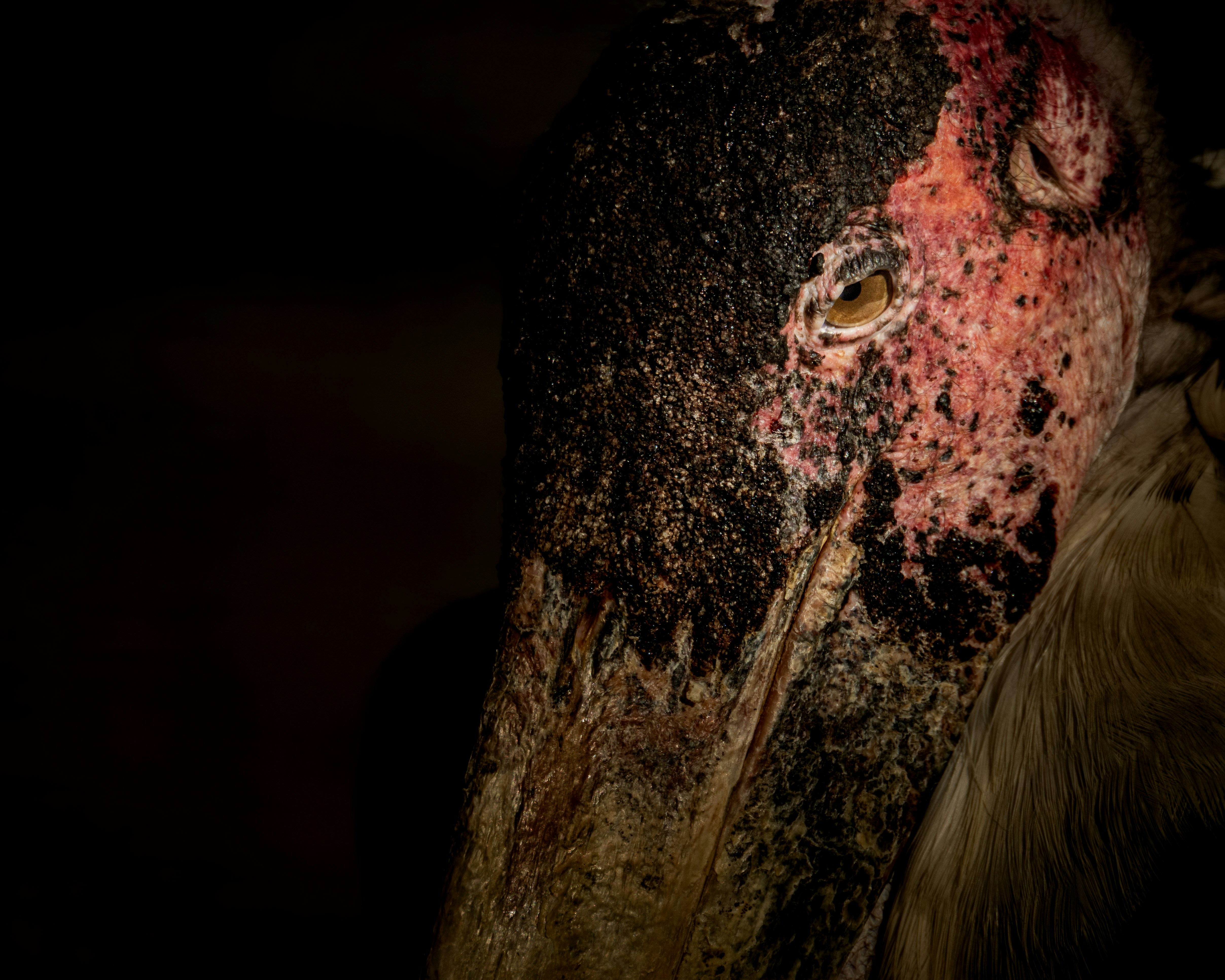 Close-up of a Dusty Turkey Head in Low Light