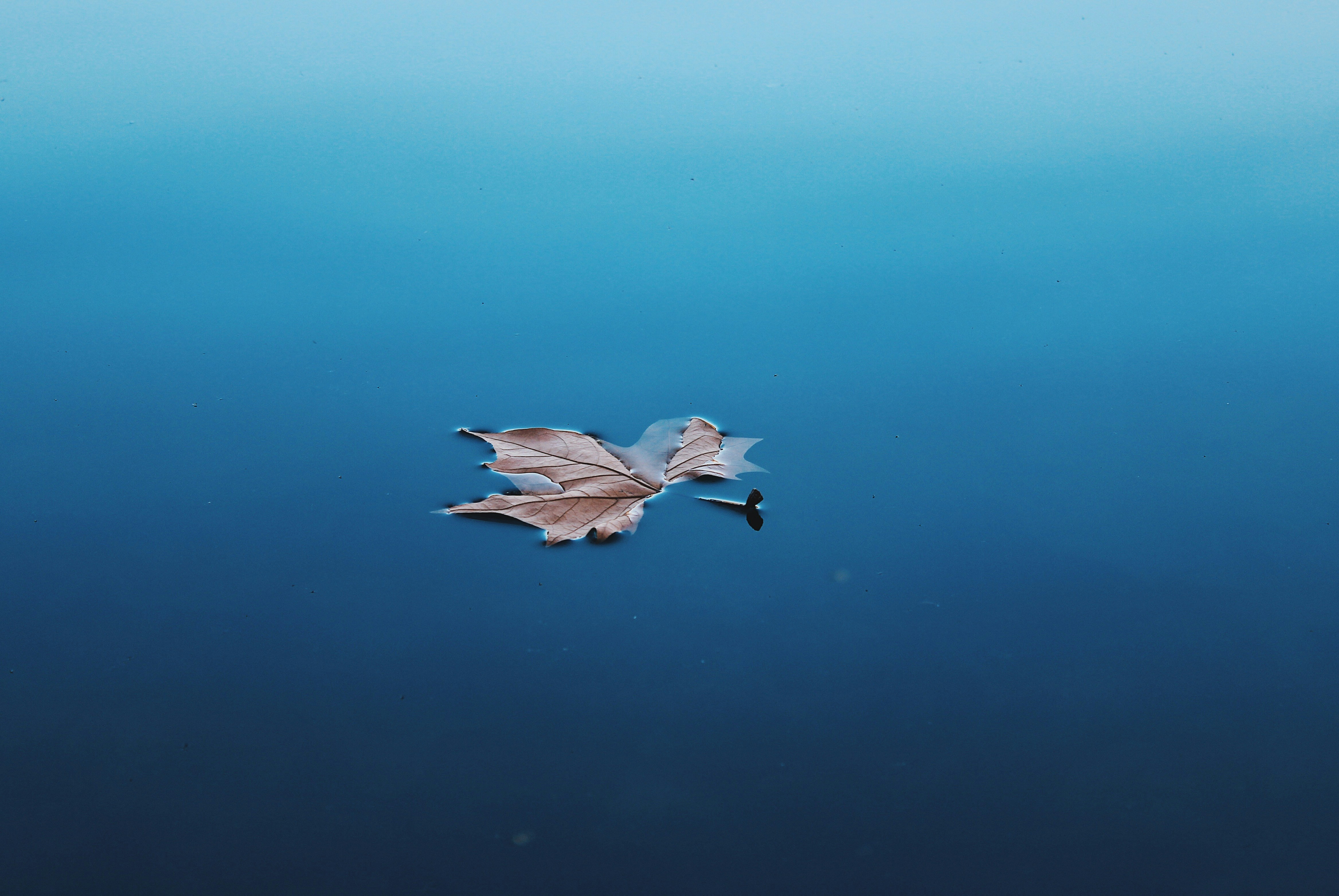 Single Autumn Leaf Drifting on a Quiet Blue Surface