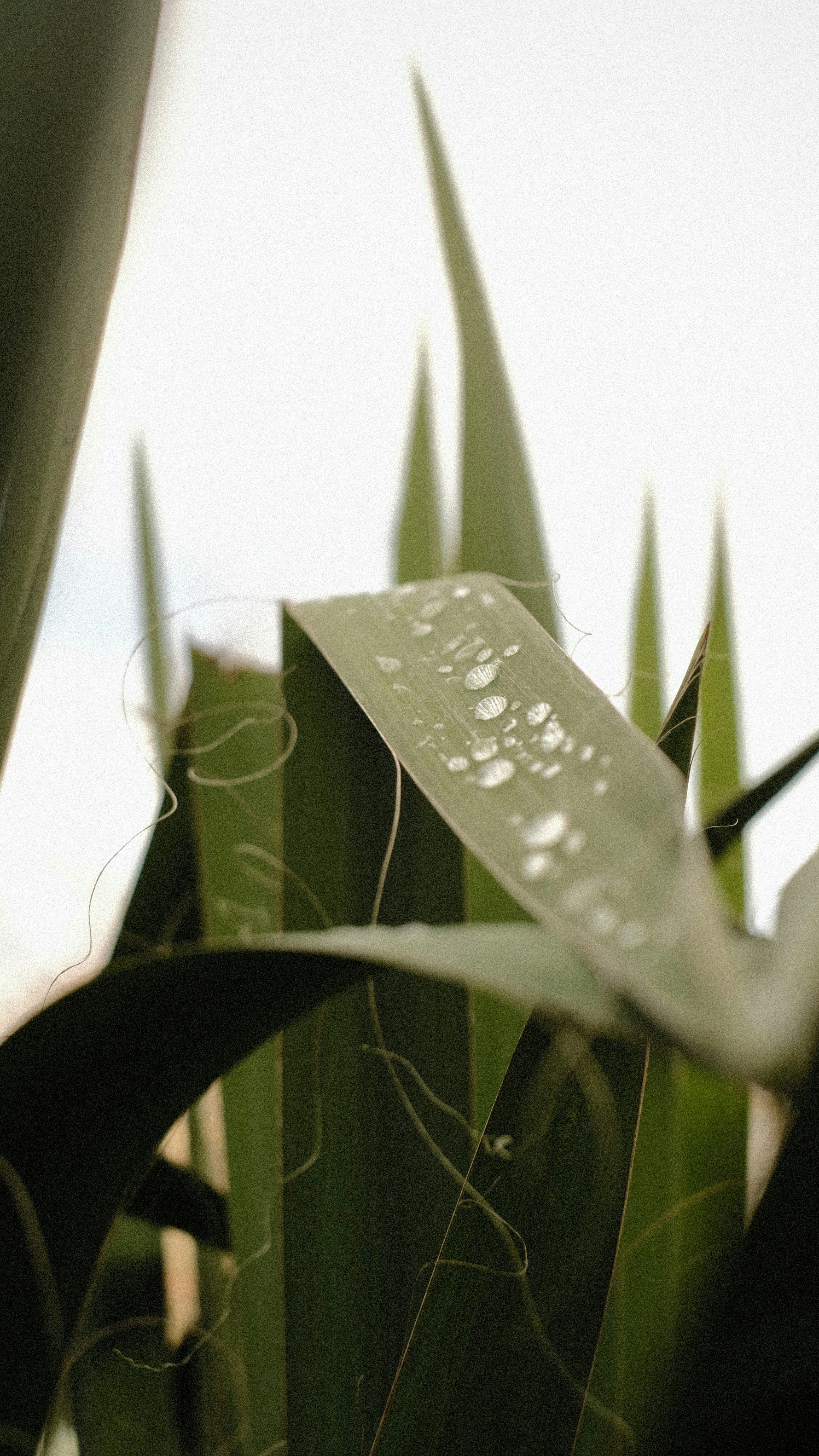 Dew on the Green: Nighttime Fronds in Soft Focus