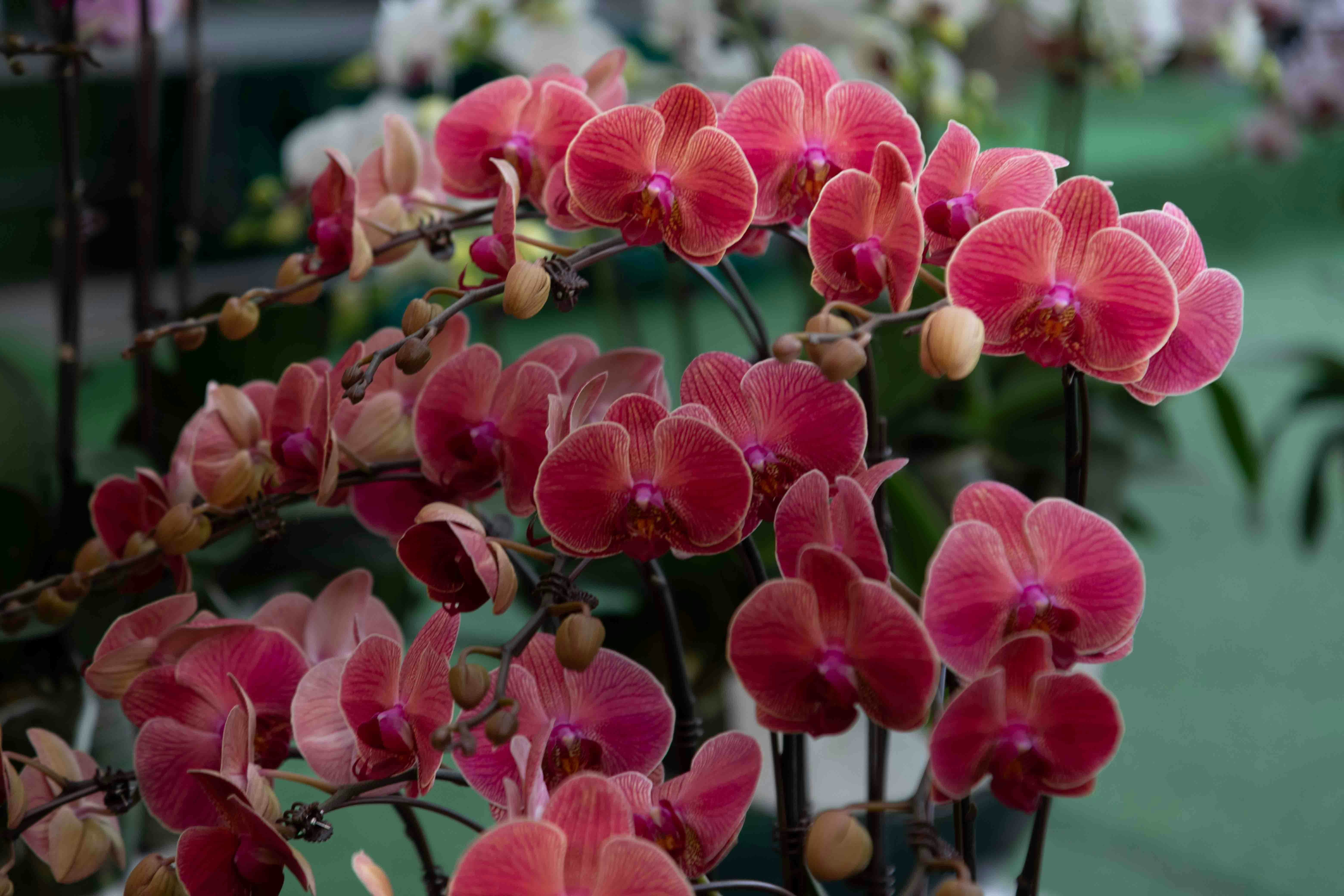 Vibrant Orchid Cascade Adorning a Garden Border