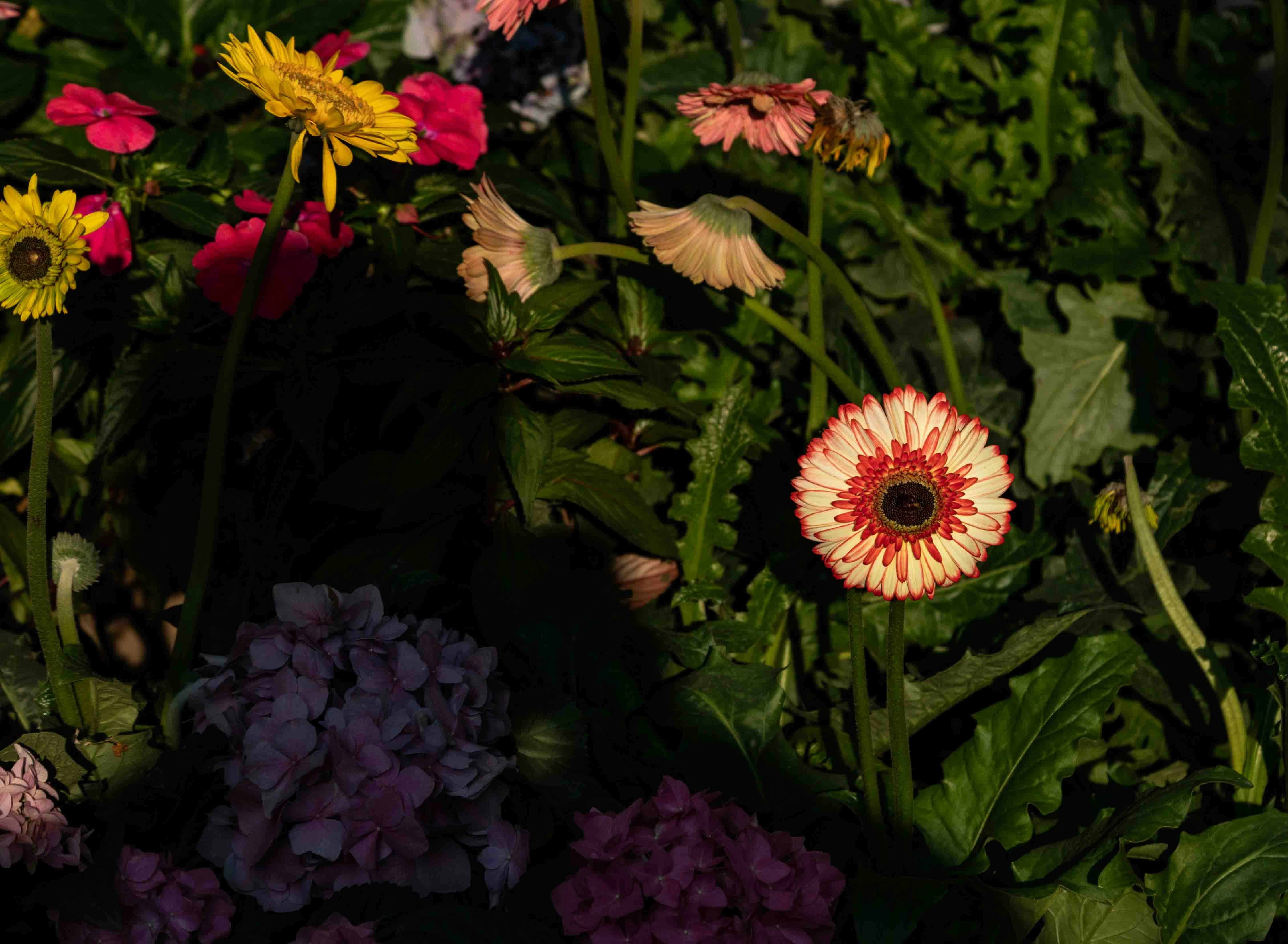Sunlit Gerbera Among Dark Foliage