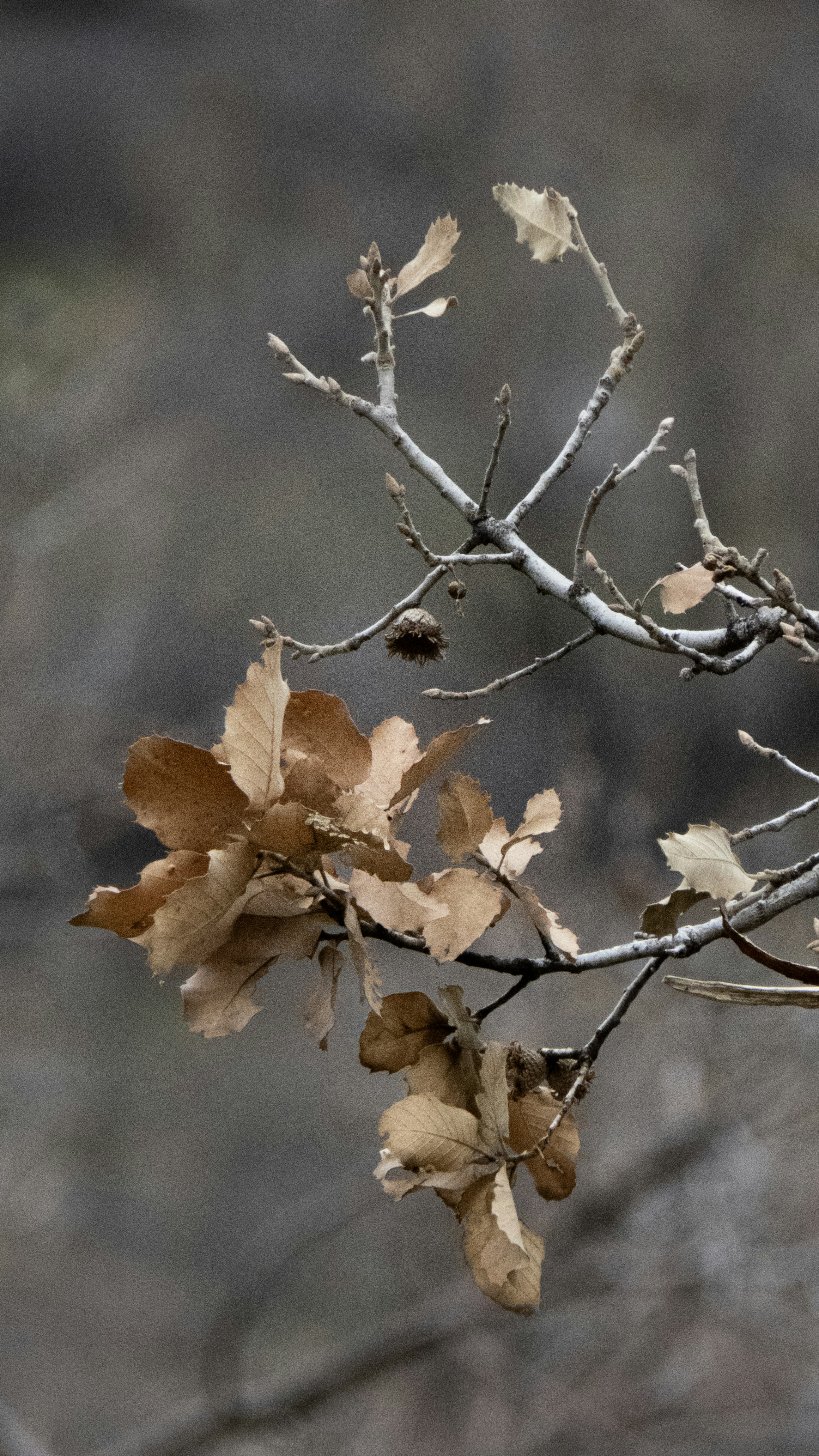 Browns and Branches: A Quiet Autumn Moment on Twisted Limbs