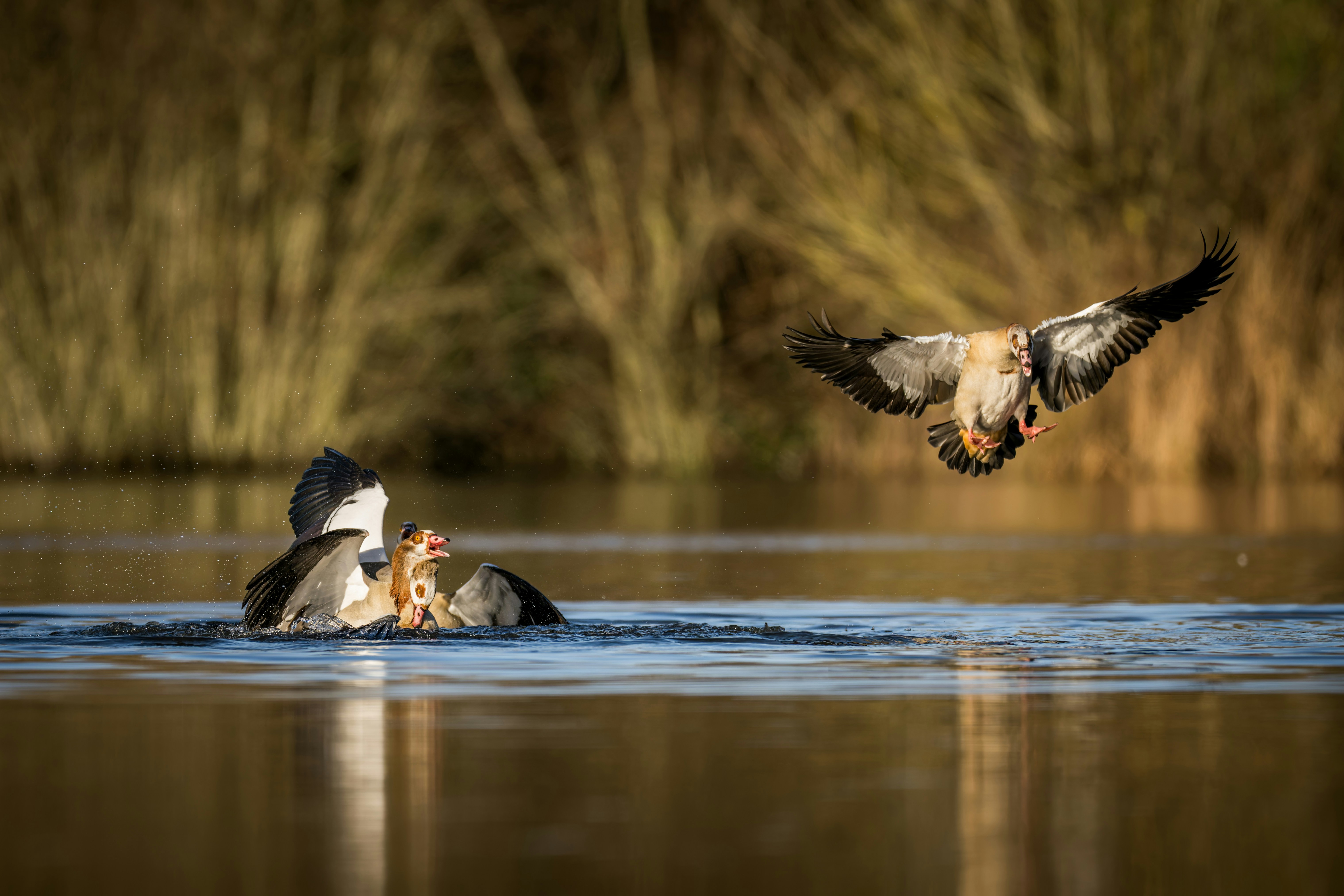Splash and Soar: A Waterfowl Moment Between Ripples