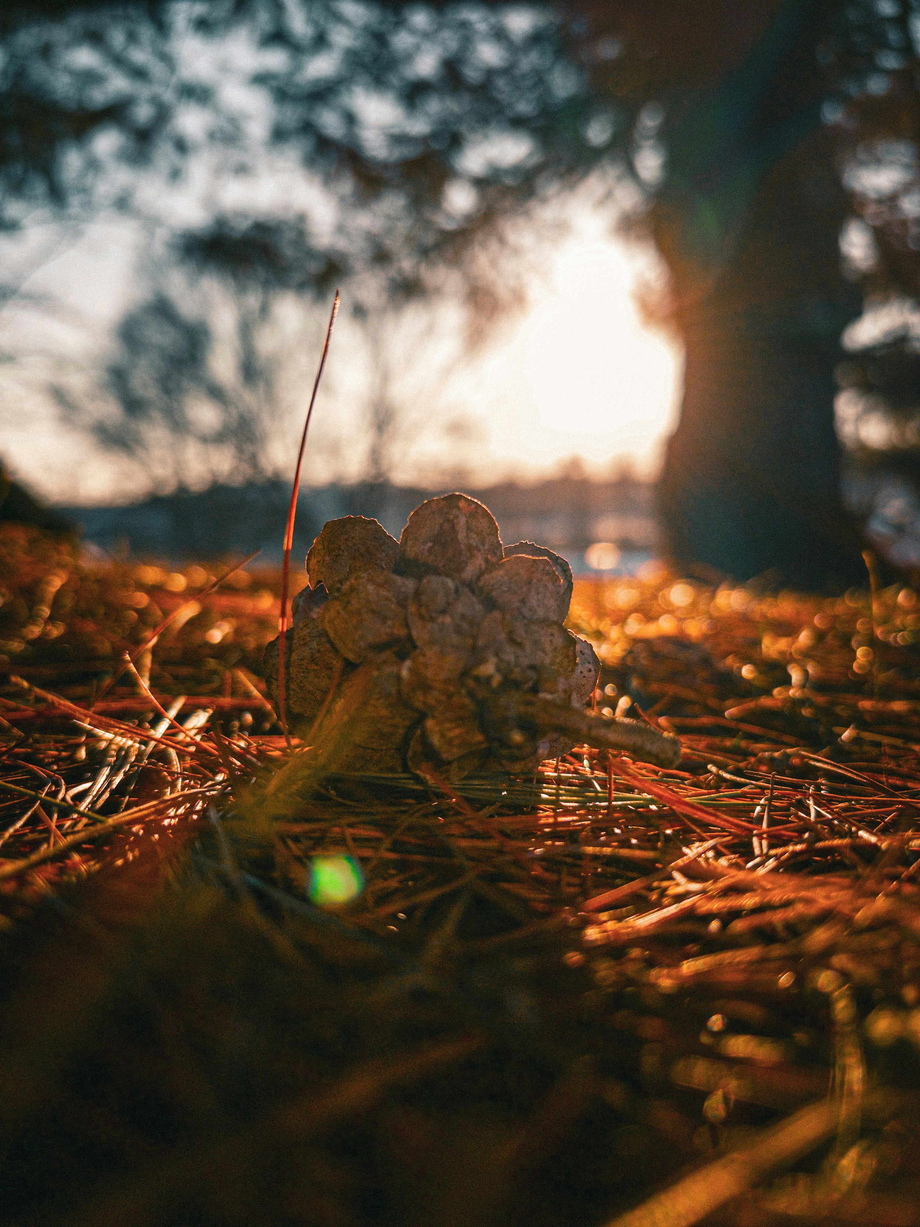 Low Pinecone, Golden Hour: A Ground-Level Moment