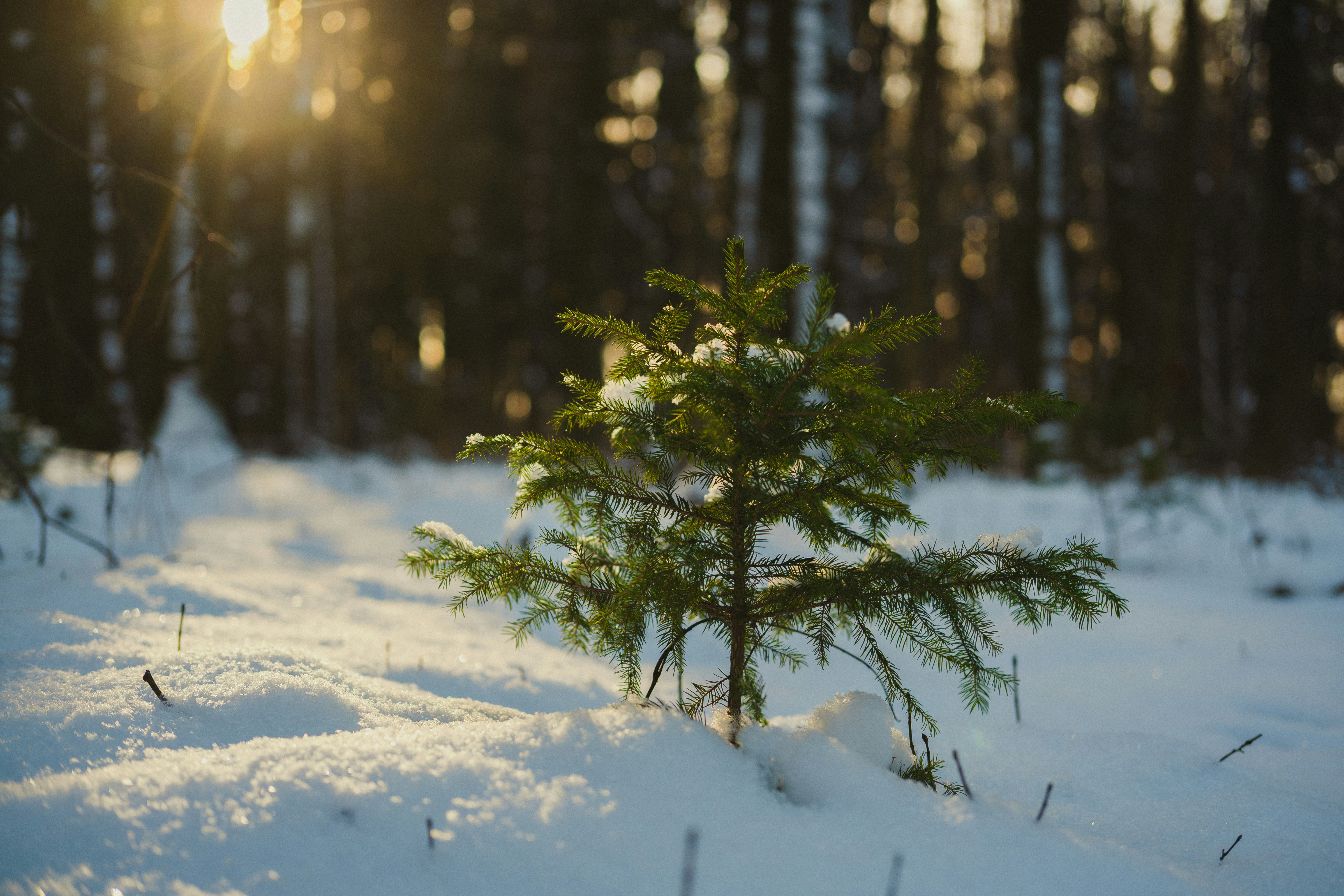 Sunlit Seedling in a Snow Choir