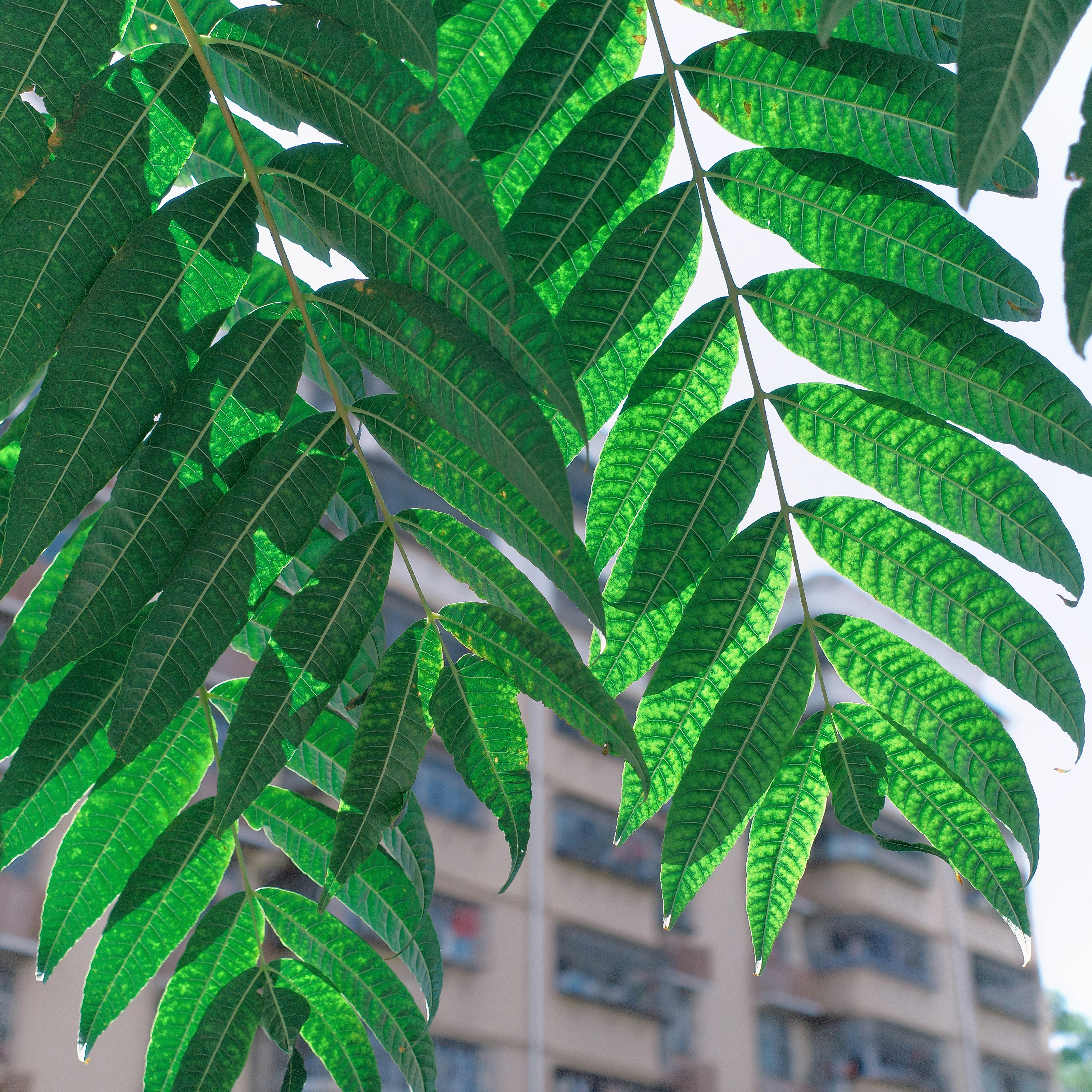 Verdant Veins: Sunlit Fronds Framing a Quiet City Backdrop