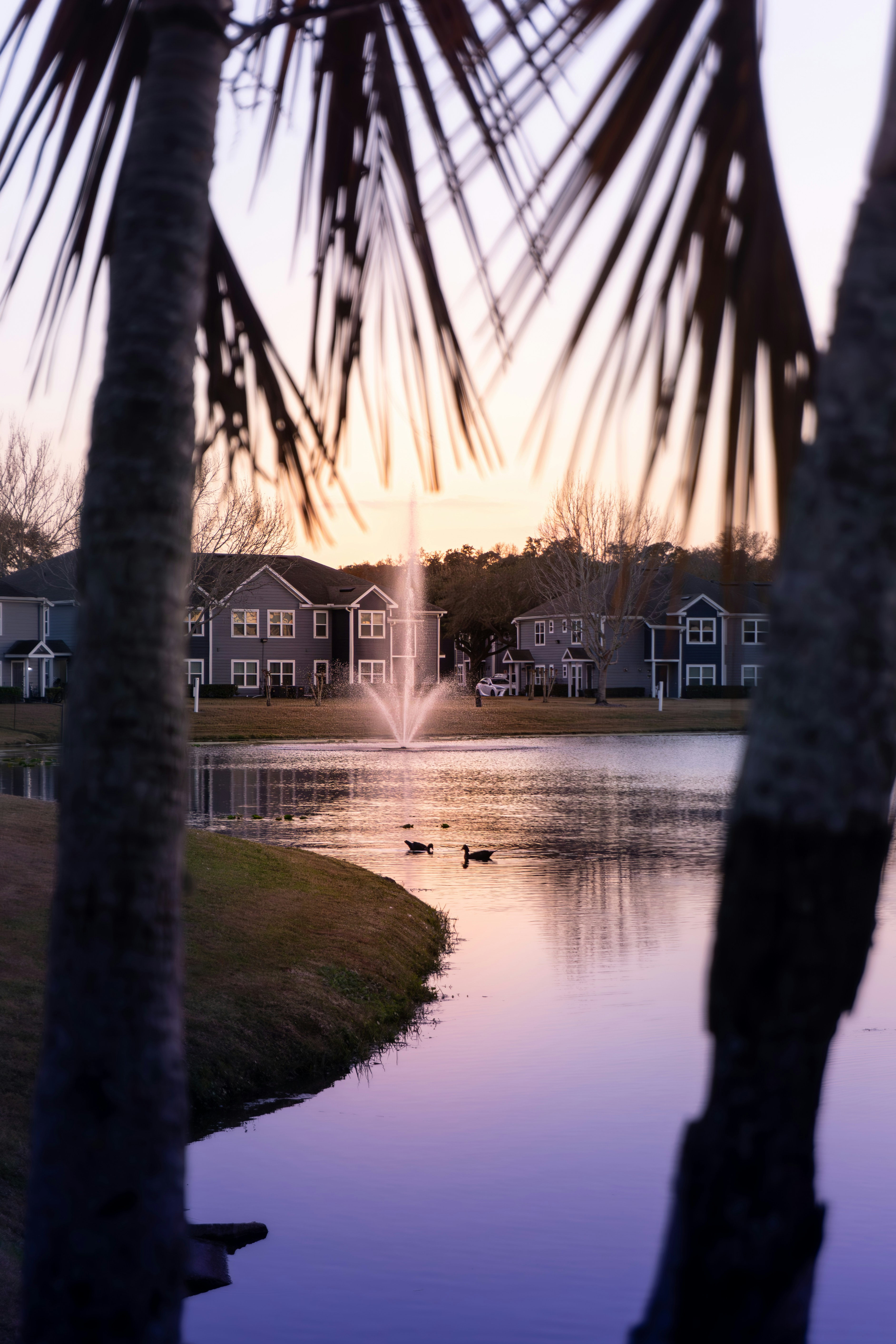 Dusk at the Lake: Fountains, Ducks, and Sunset Over Shared Homes