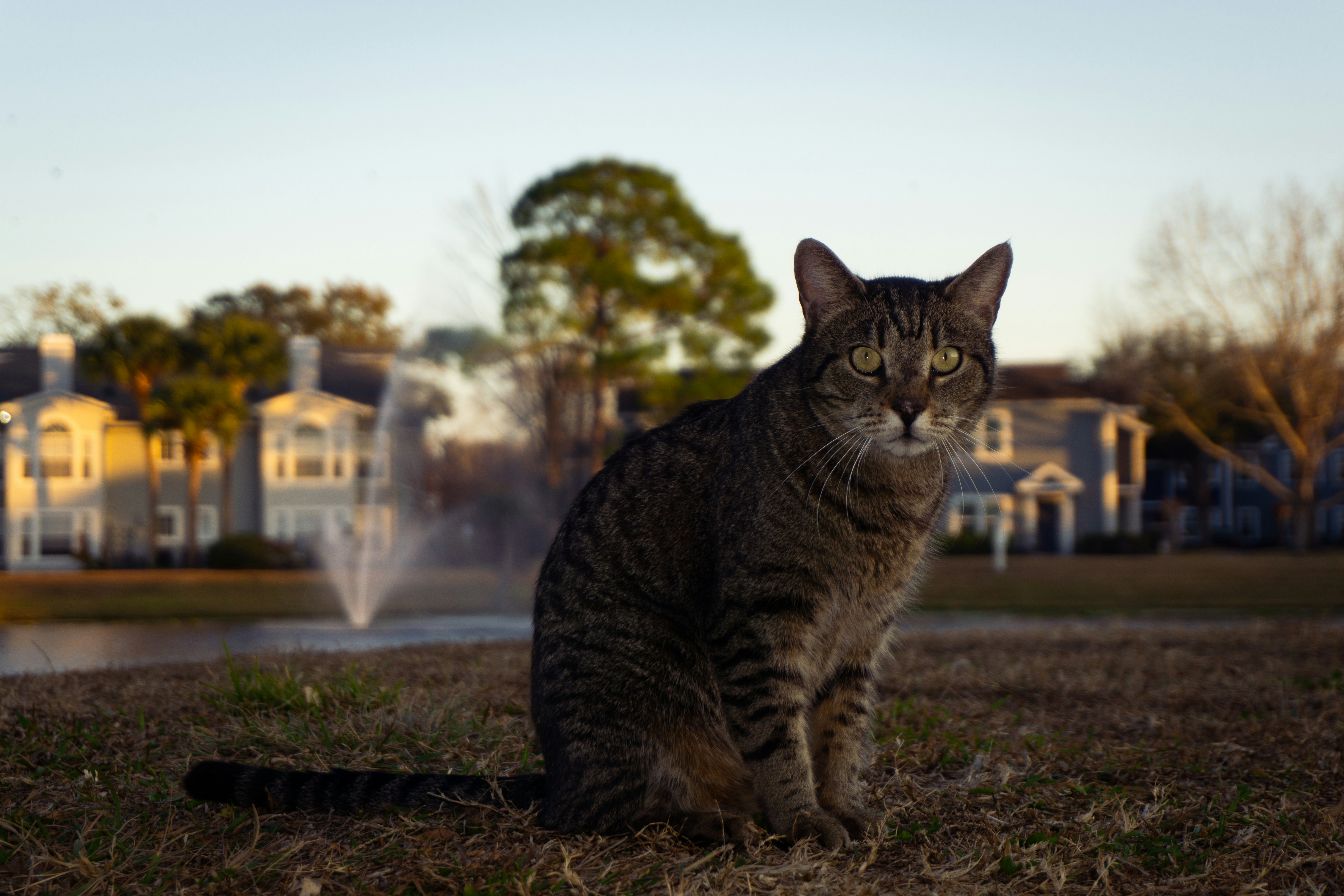 Curious Alley Cat at Dusk by a Neighborhood Fountain