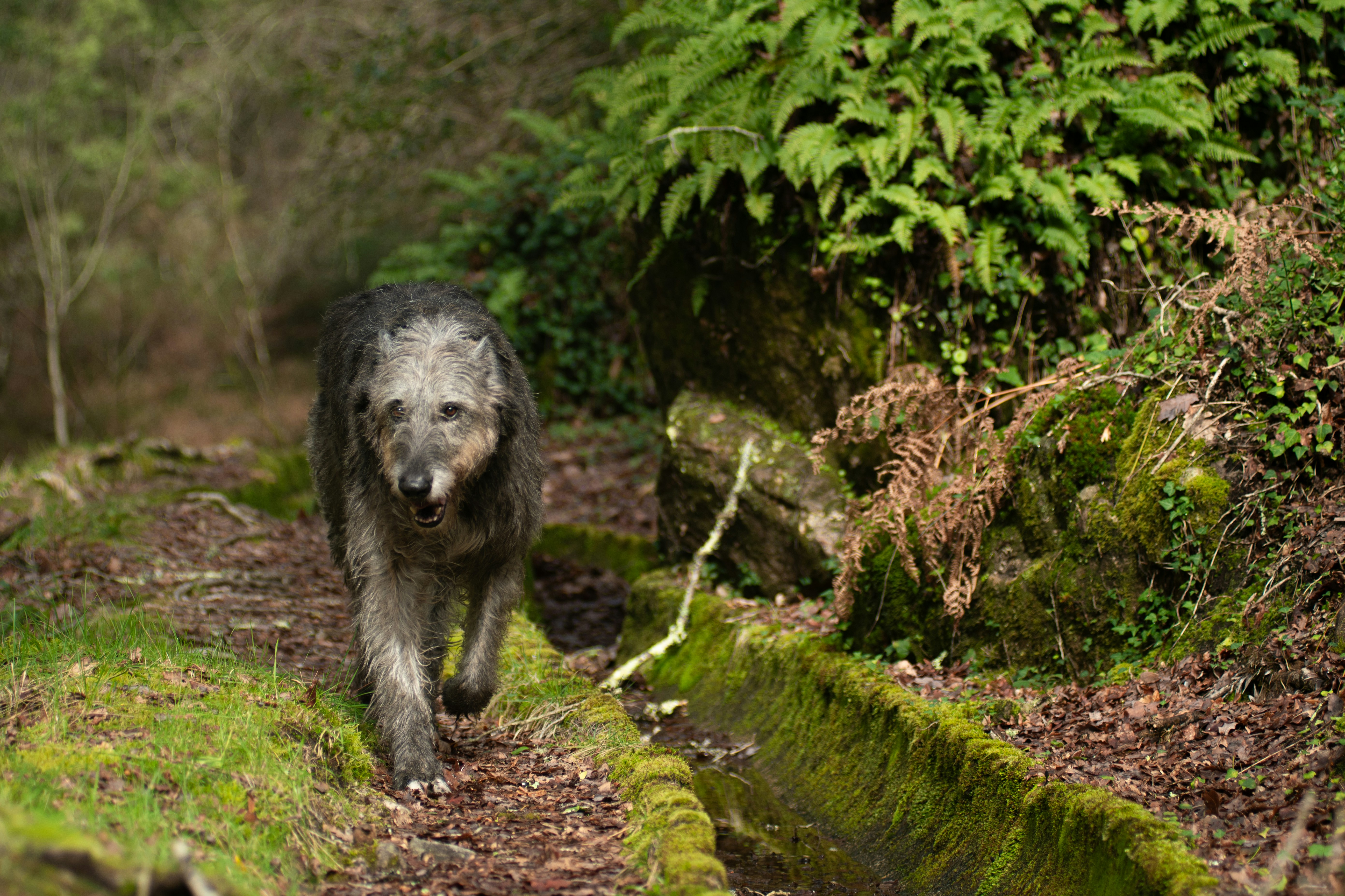 Down the Mossy Ridge: A Weathered Wanderer Steps Into the Forest