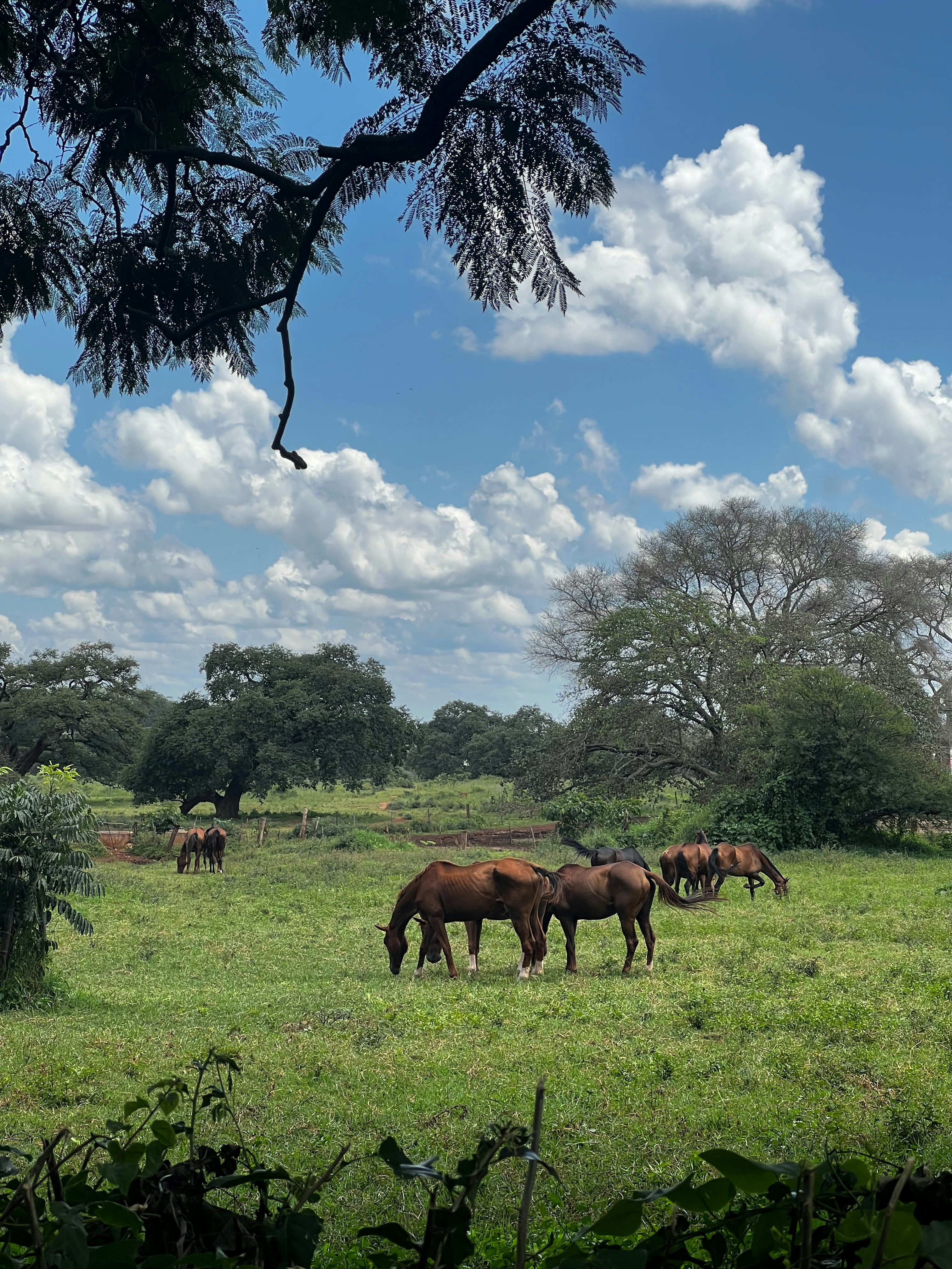 Herd of horses Beneath a Skyward Canopy