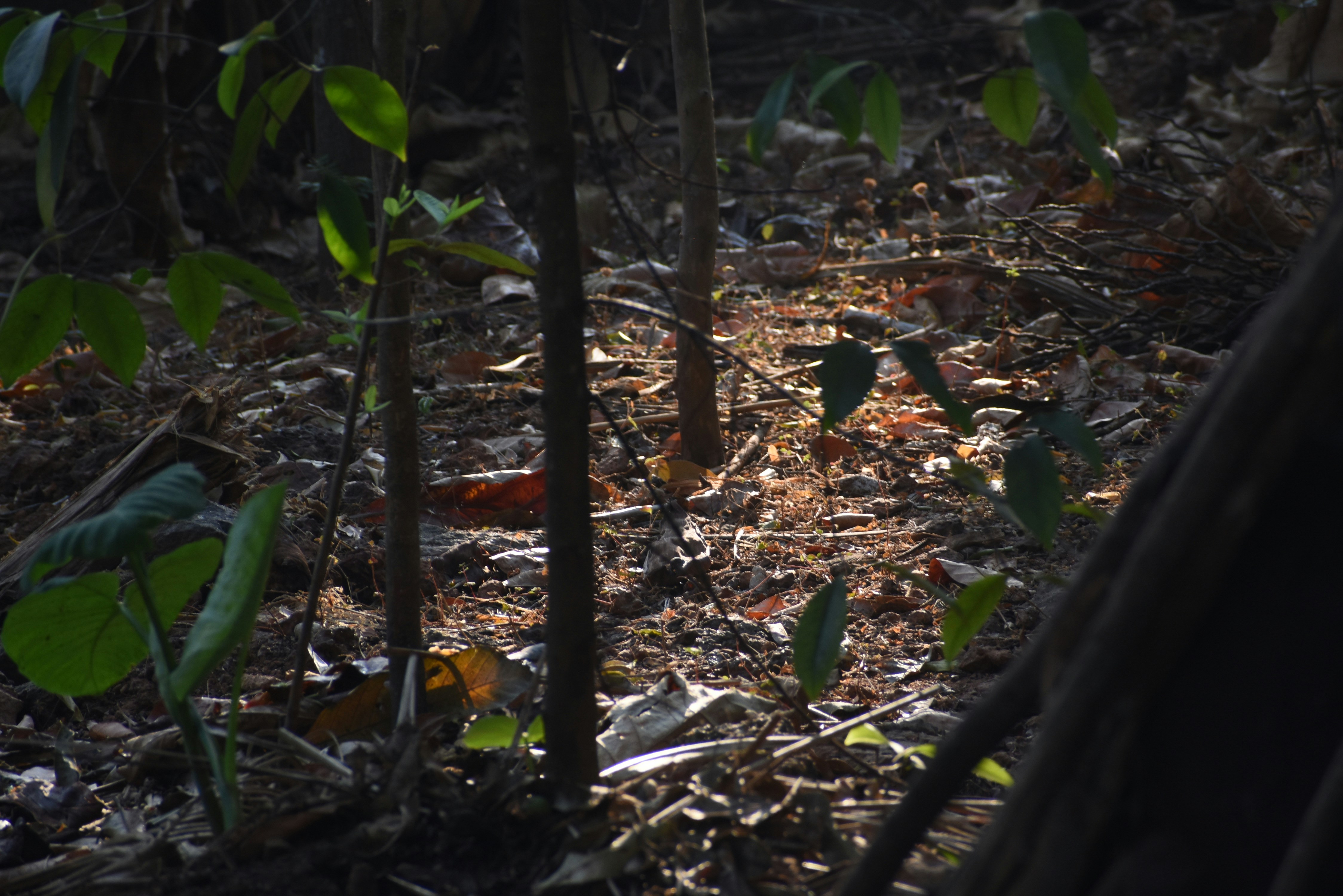 Dappled Groundlight: Quiet Forest Floor in Low Morning Shade