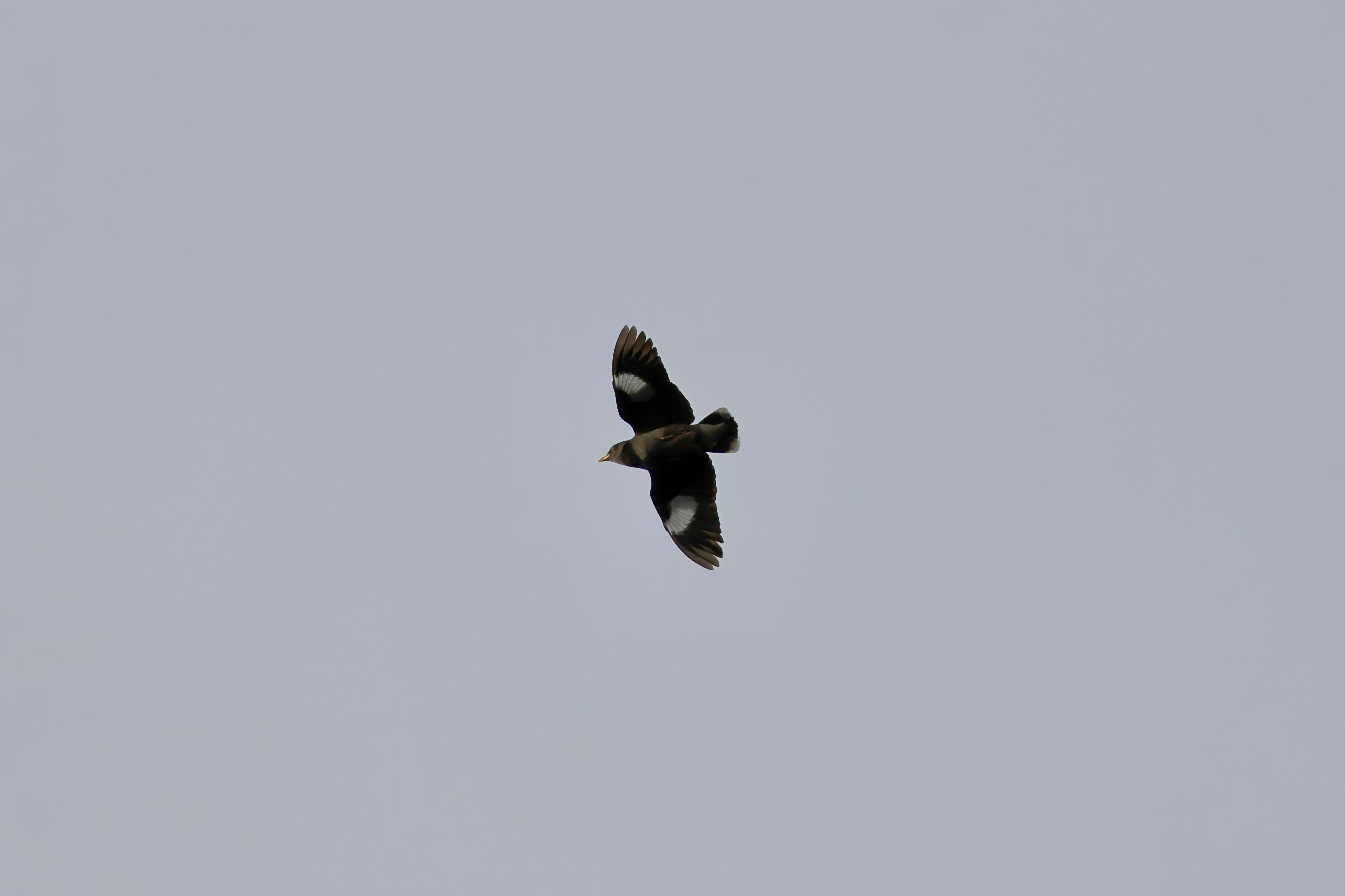 Midfield kestrel: silhouette of a lone raptor in open sky