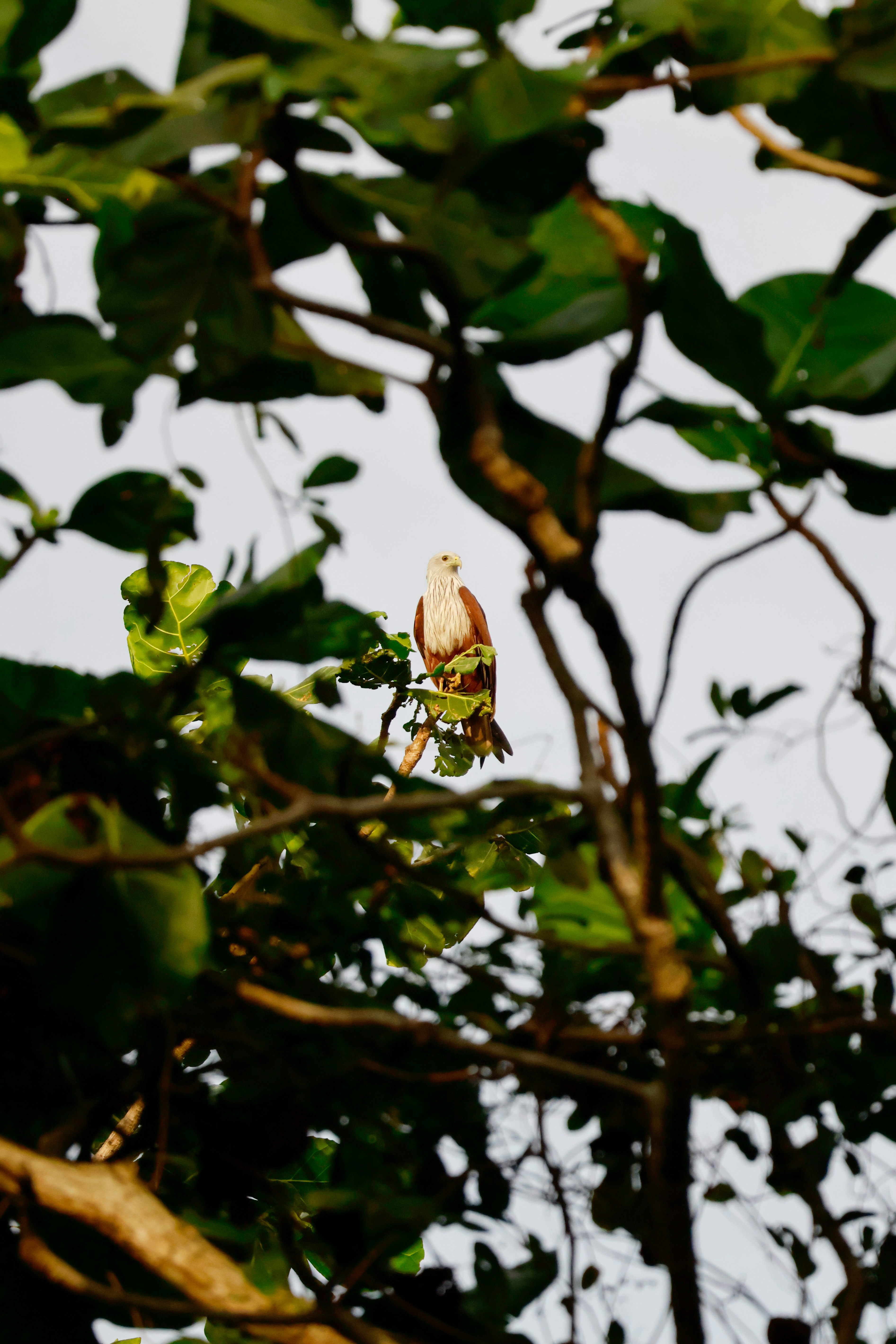 Luminous Perch: A solitary bird among tangled branches