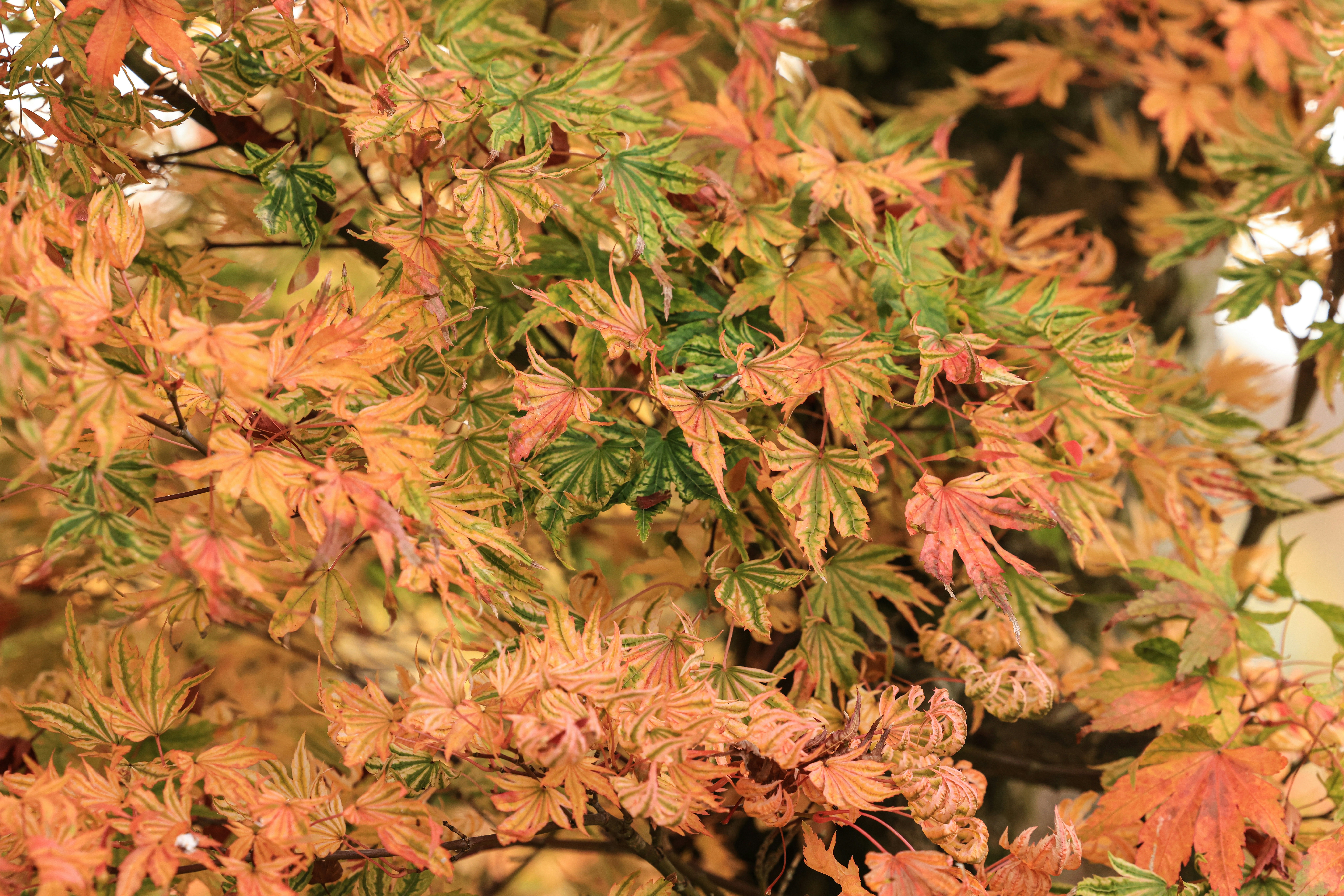 Autumn Maple: A Mosaic of Fading Green to Sunset Hues